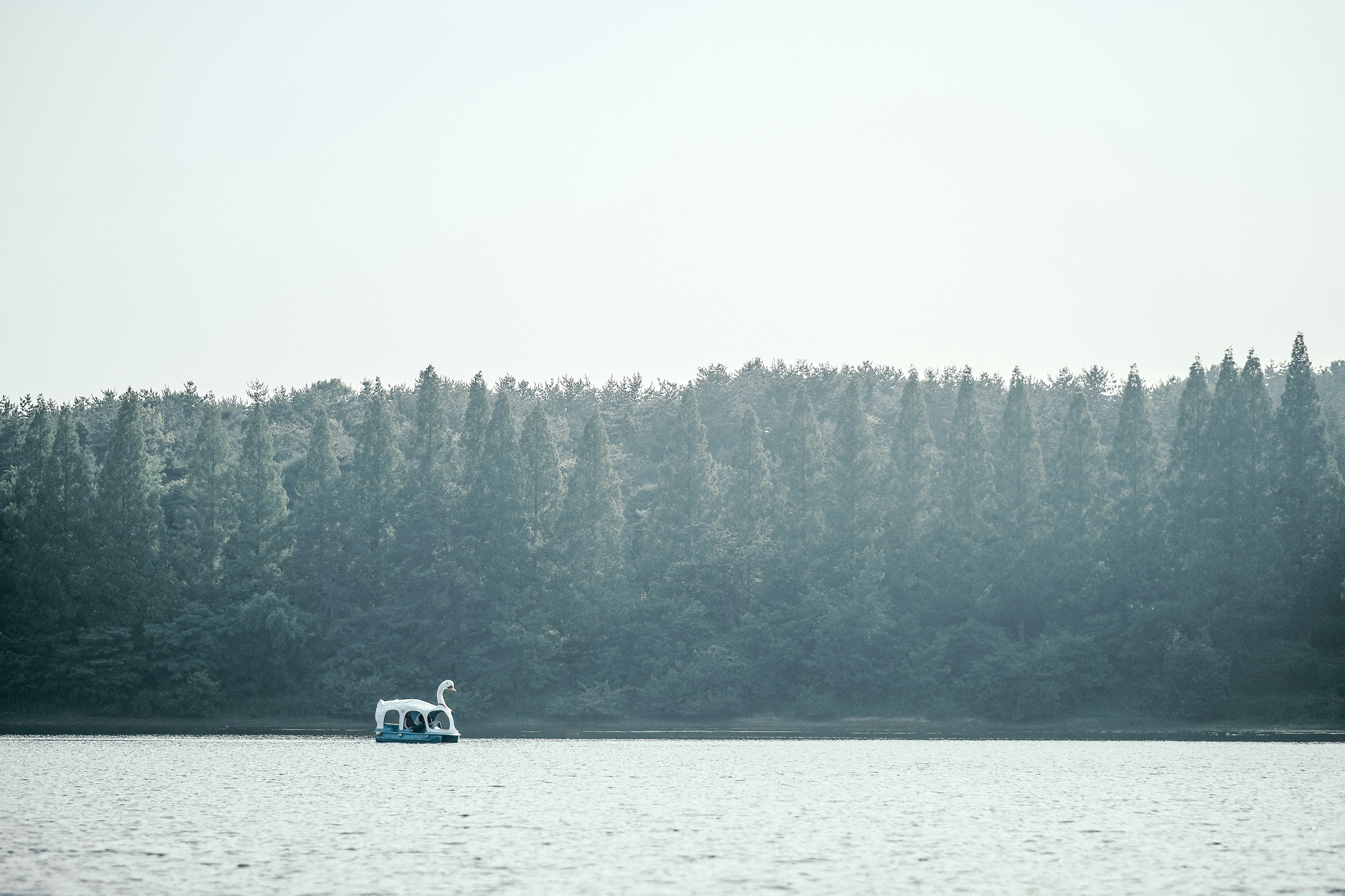 Lone White Vessel Drifts on a Quiet Lake Beneath a Pine Curtain
