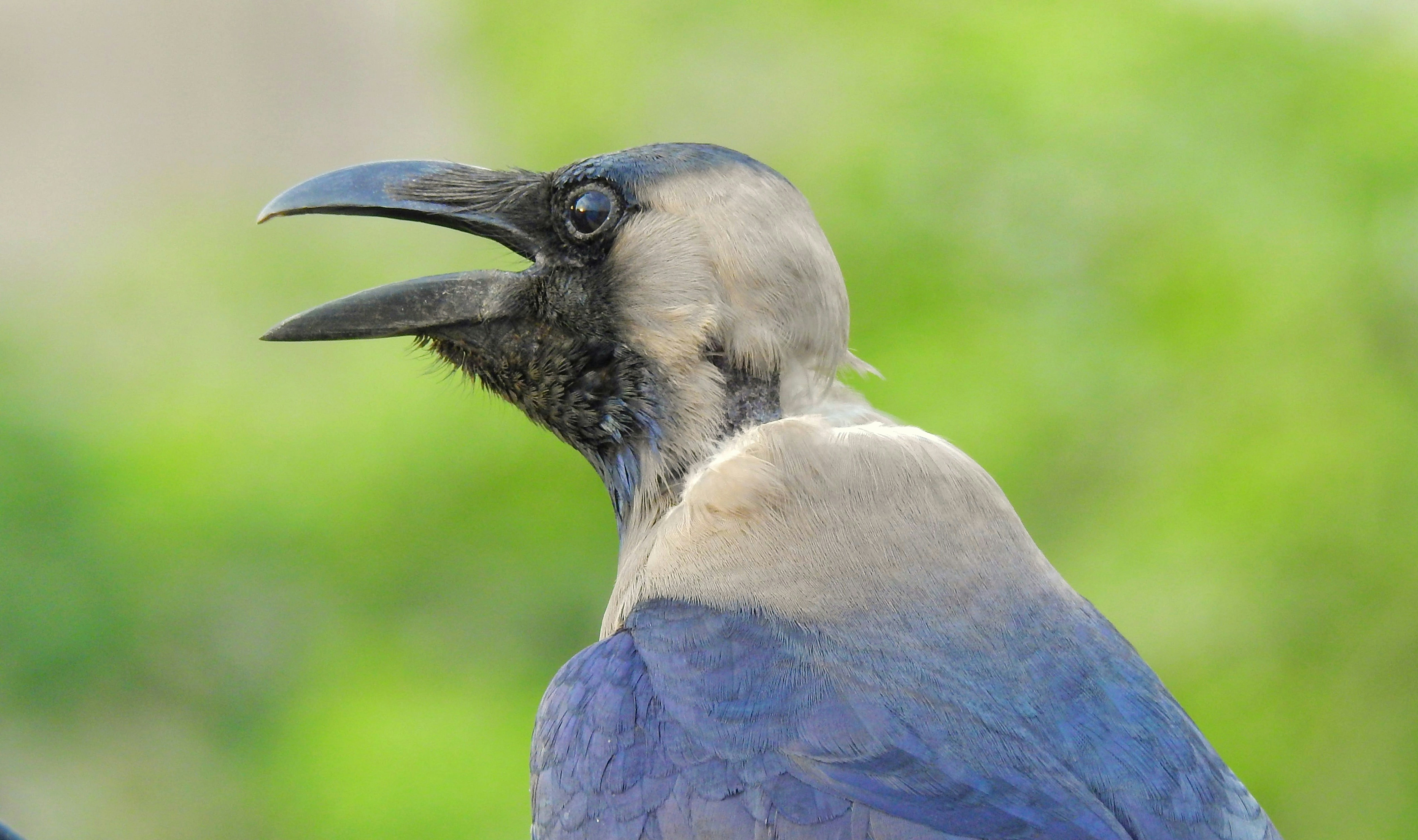 Close-up of a crow with an open beak, showcasing its detailed feathers against a lush green background.