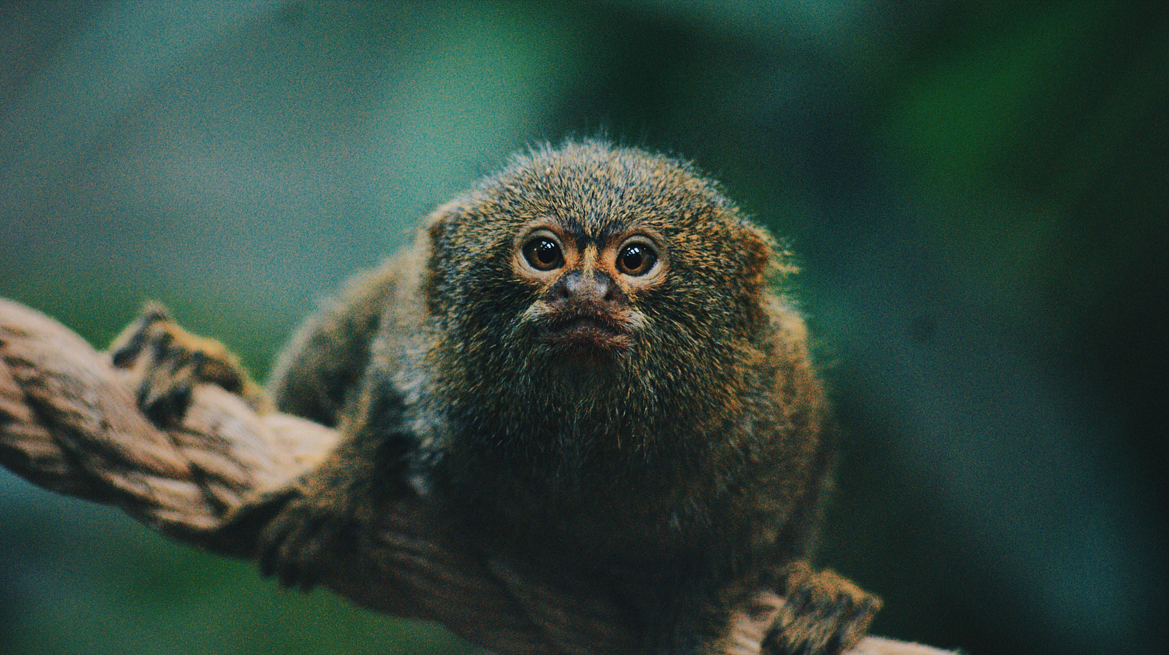 A pygmy marmoset perched on a branch, gazing intently with wide eyes. The lush background adds depth to the scene.