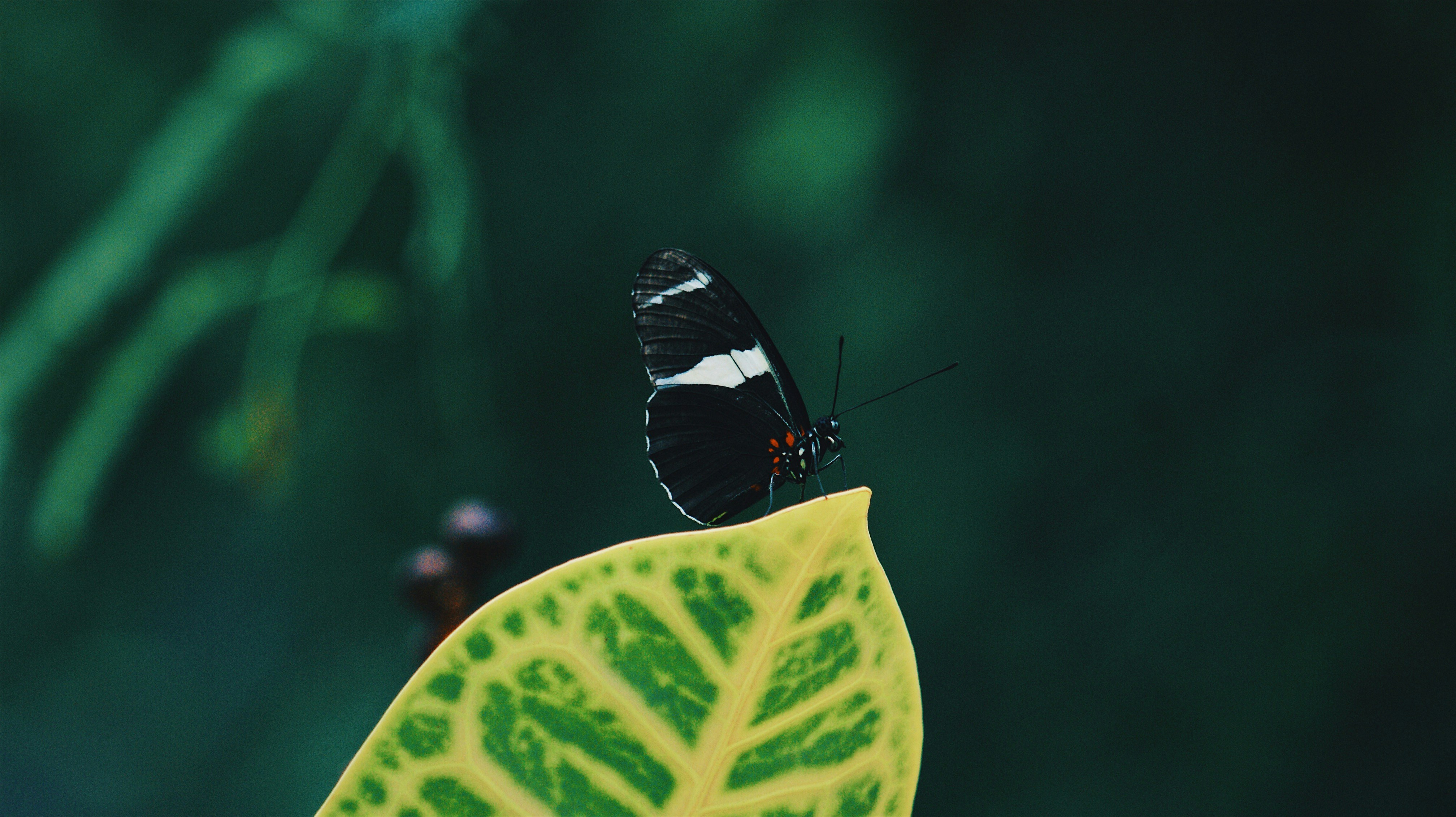 A butterfly perched on a vibrant green leaf, showcasing its intricate wing patterns against a softly blurred background.