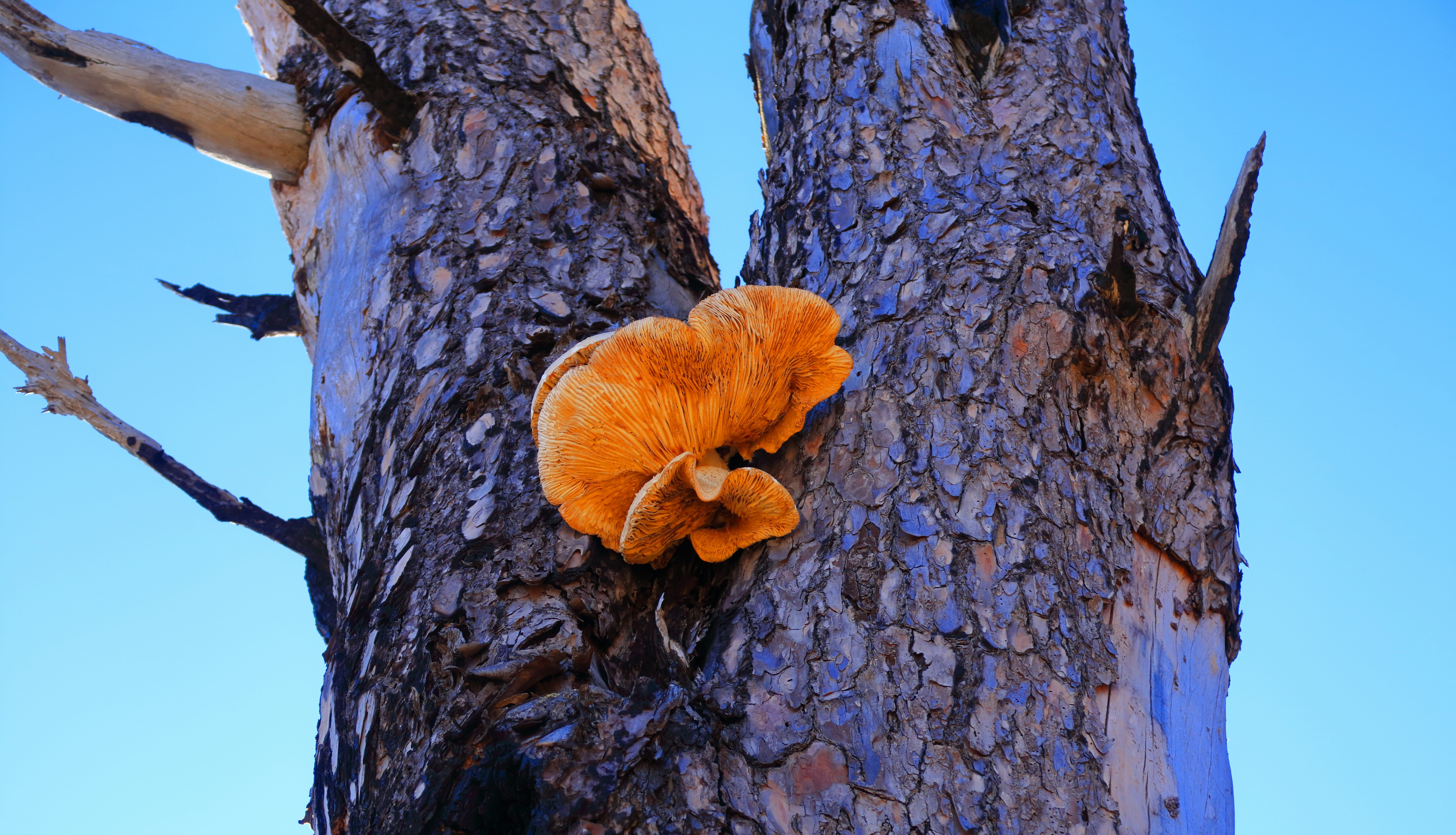 Orange Shelf Fungus Adheres to Weathered Bark Beneath a Clear Blue Sky