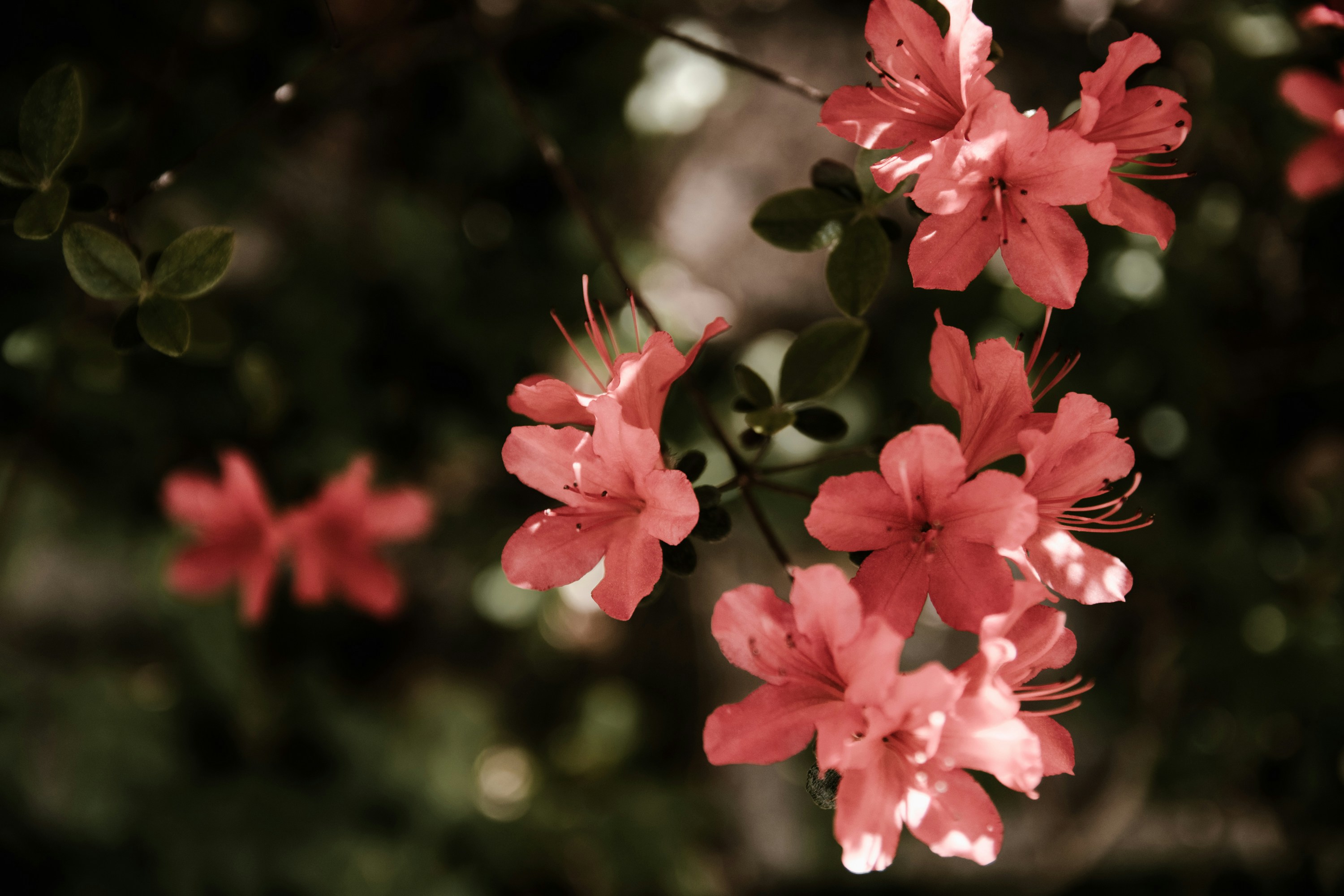Bright pink flowers against a backdrop of soft-focus green foliage.
