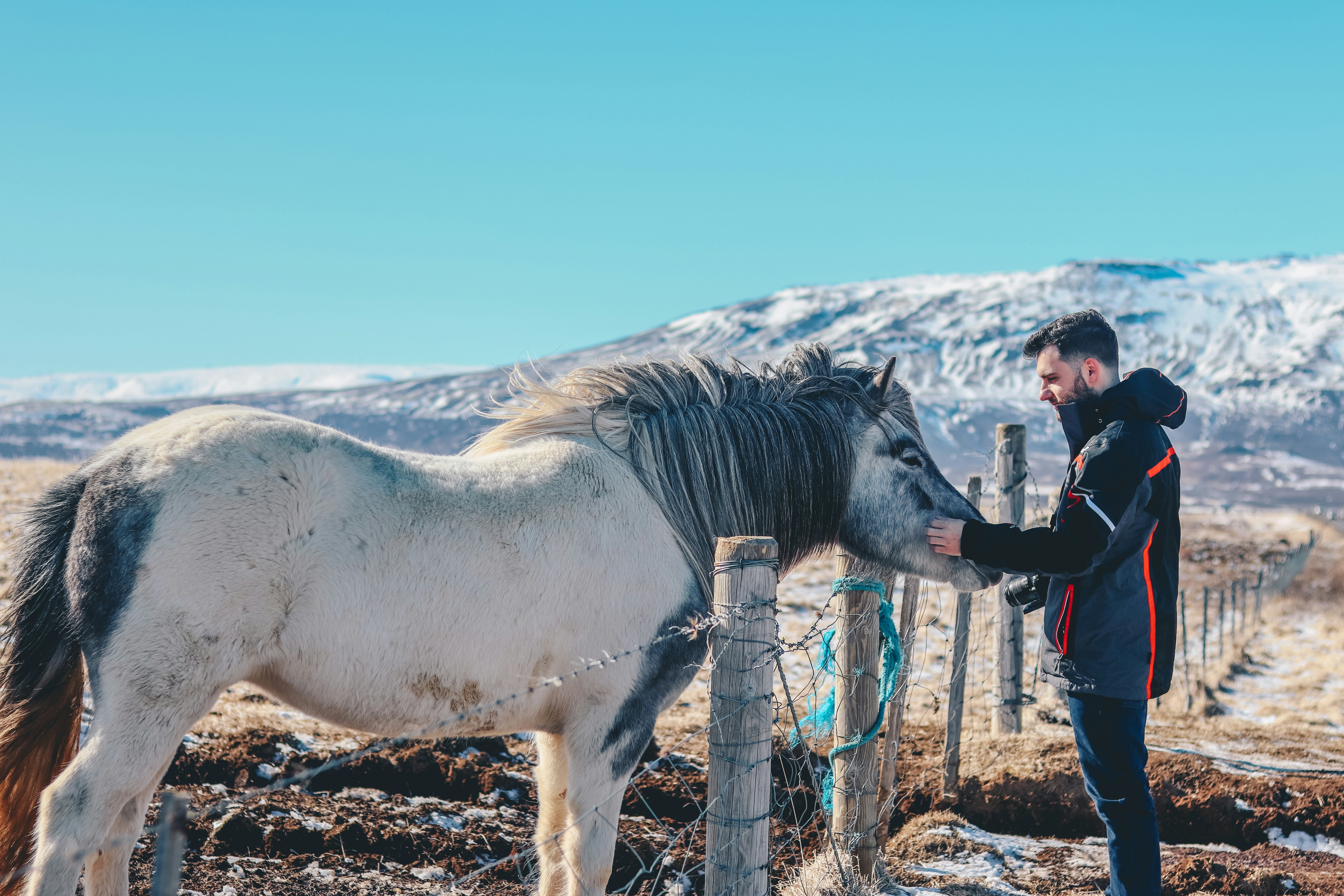 A man gently interacting with a white horse against a backdrop of snow-capped mountains and clear blue skies.