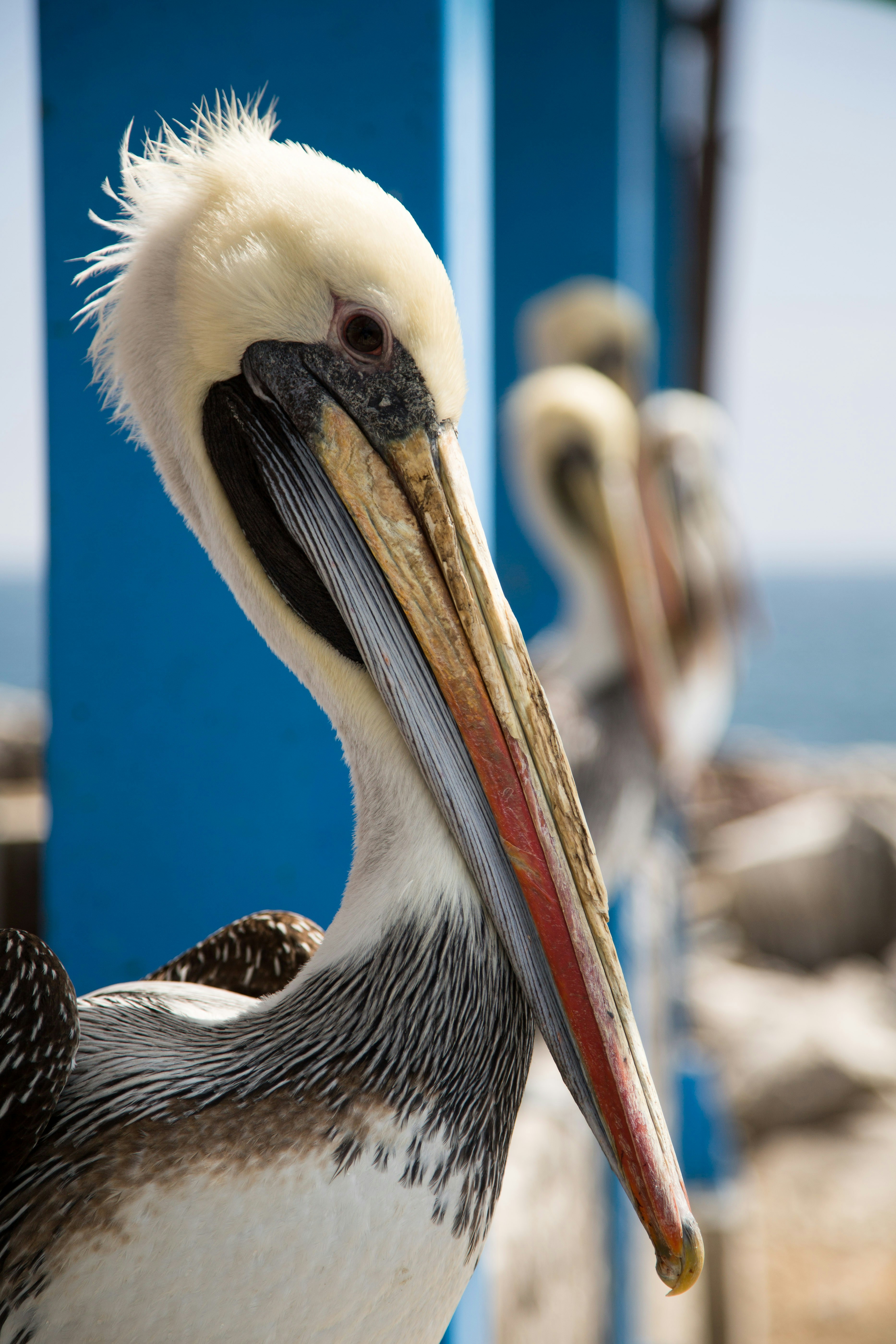 One afternoon I got lost somewhere on Chile’s coast. After a walk along the beach I saw that man, cutting fish like a butcher on the dyke, and these pelicans waiting for a happy meal and fresh blood. | white and red bird