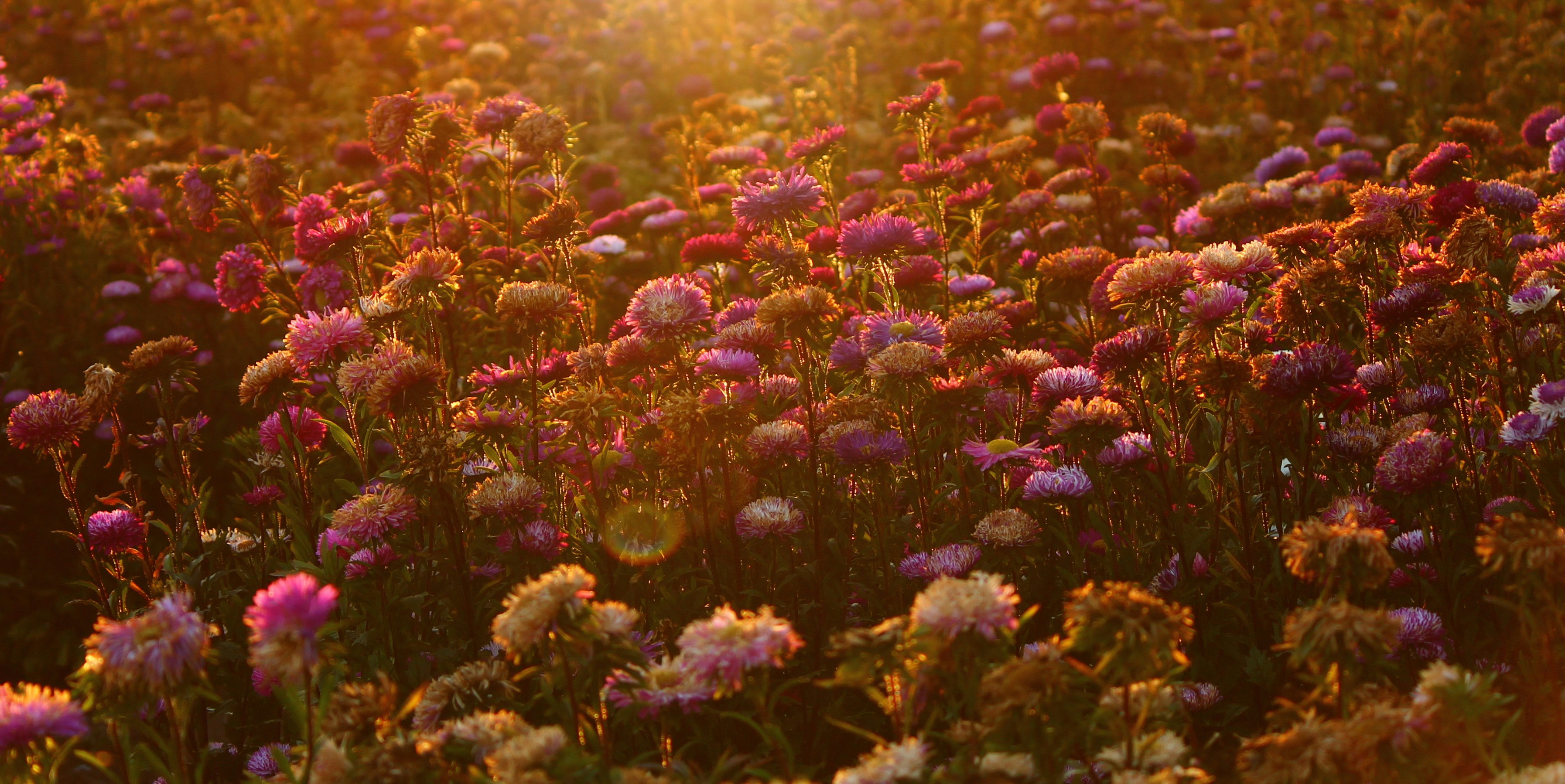 Photo of assorted-color flower field photo – Free Brown Image on Unsplash