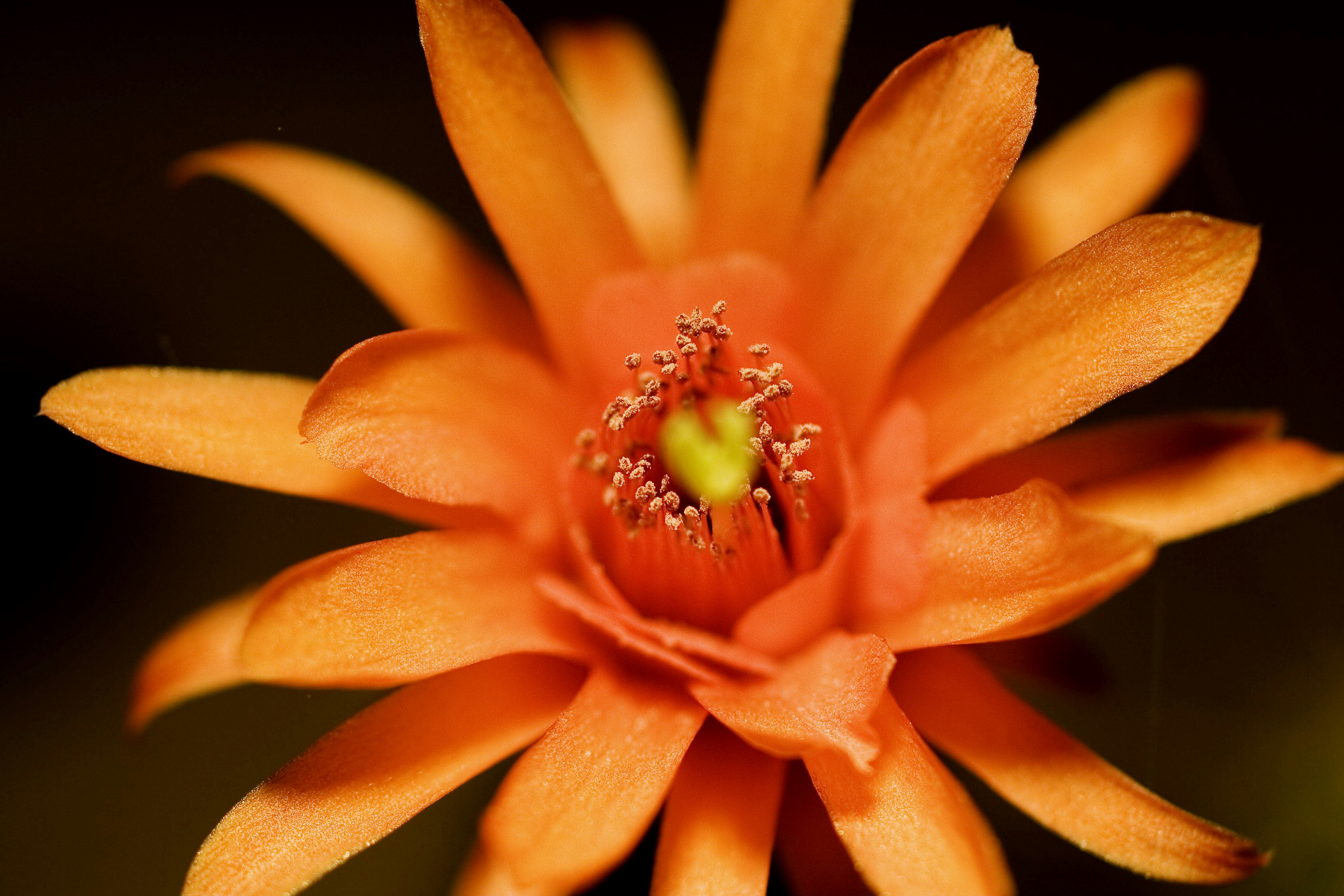 Cactus flower
