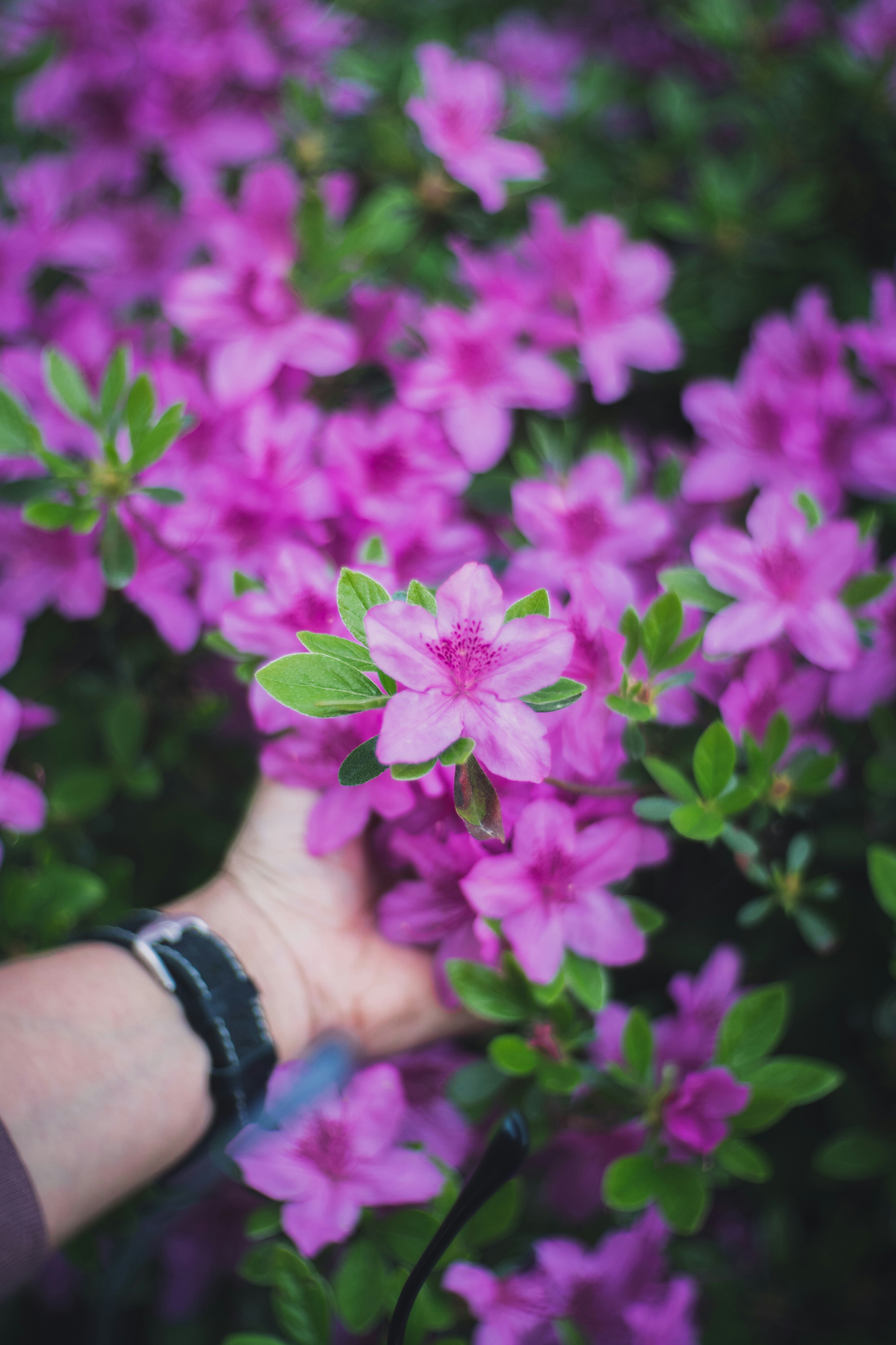 Hand-Reaching Petals: A Splash of Pink in a Garden Bloom