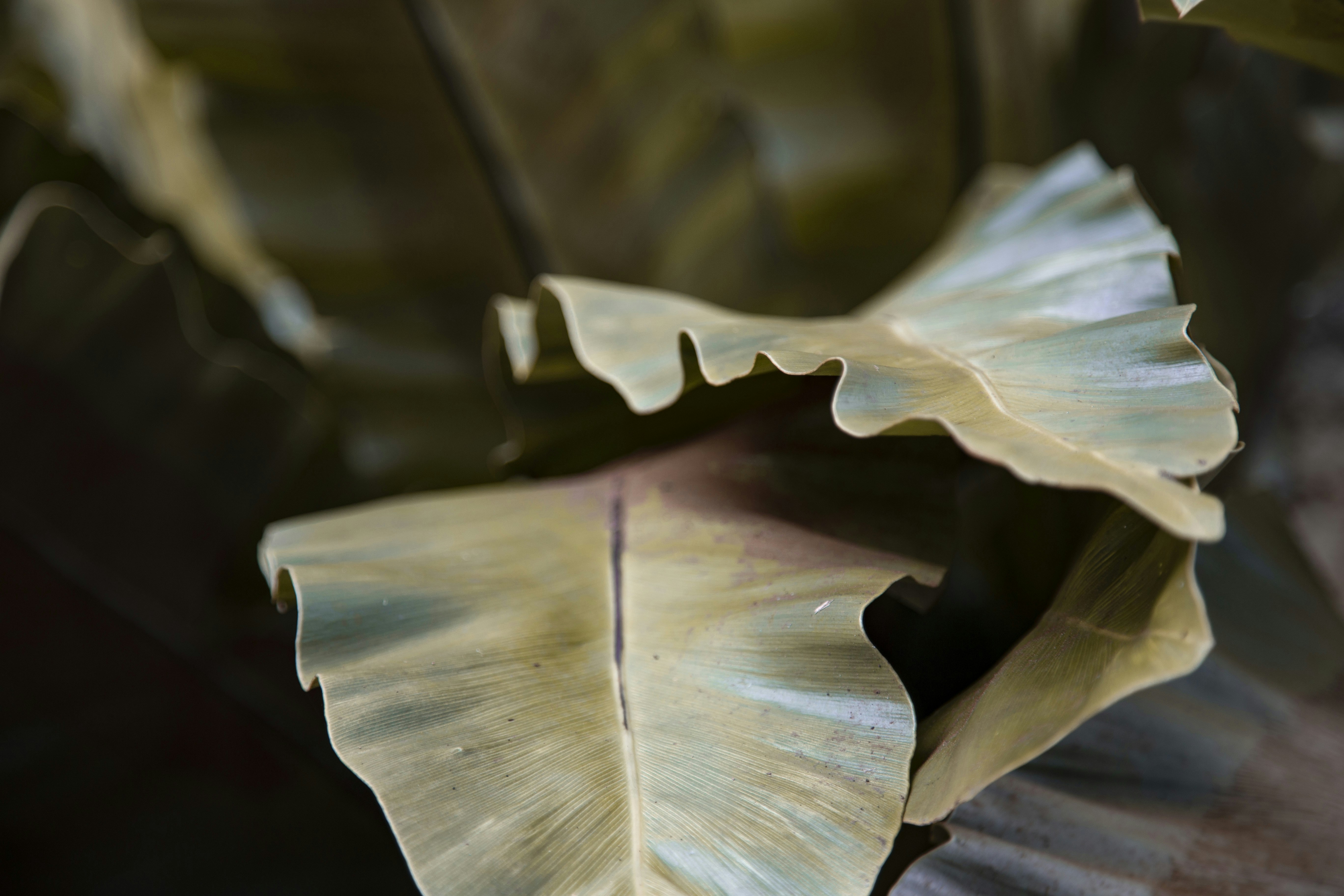Close-up of overlapping leaves showcasing intricate textures and subtle color variations. The natural patterns create a serene and organic visual experience.