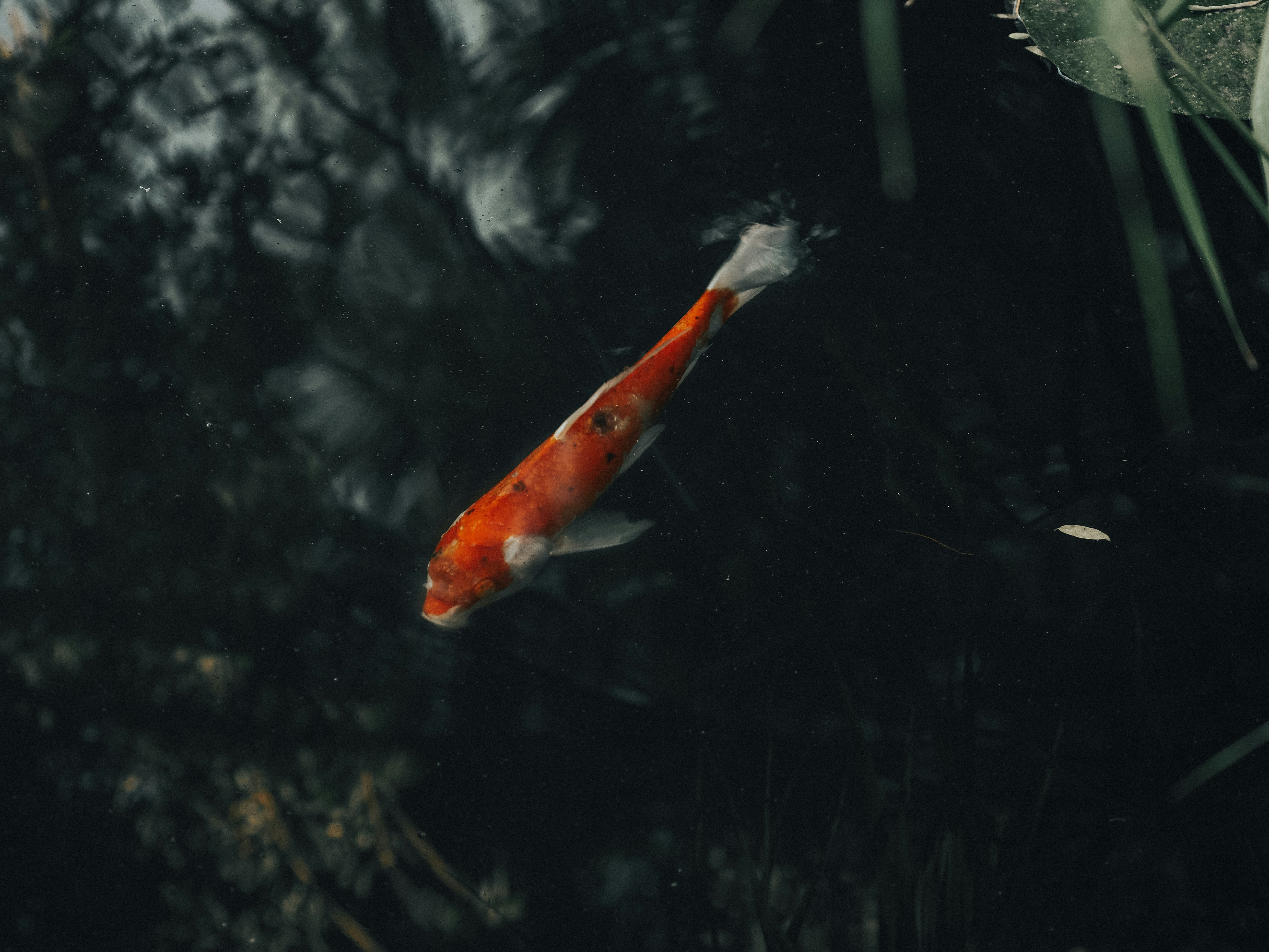 Crimson Koi in Velvet Darkness