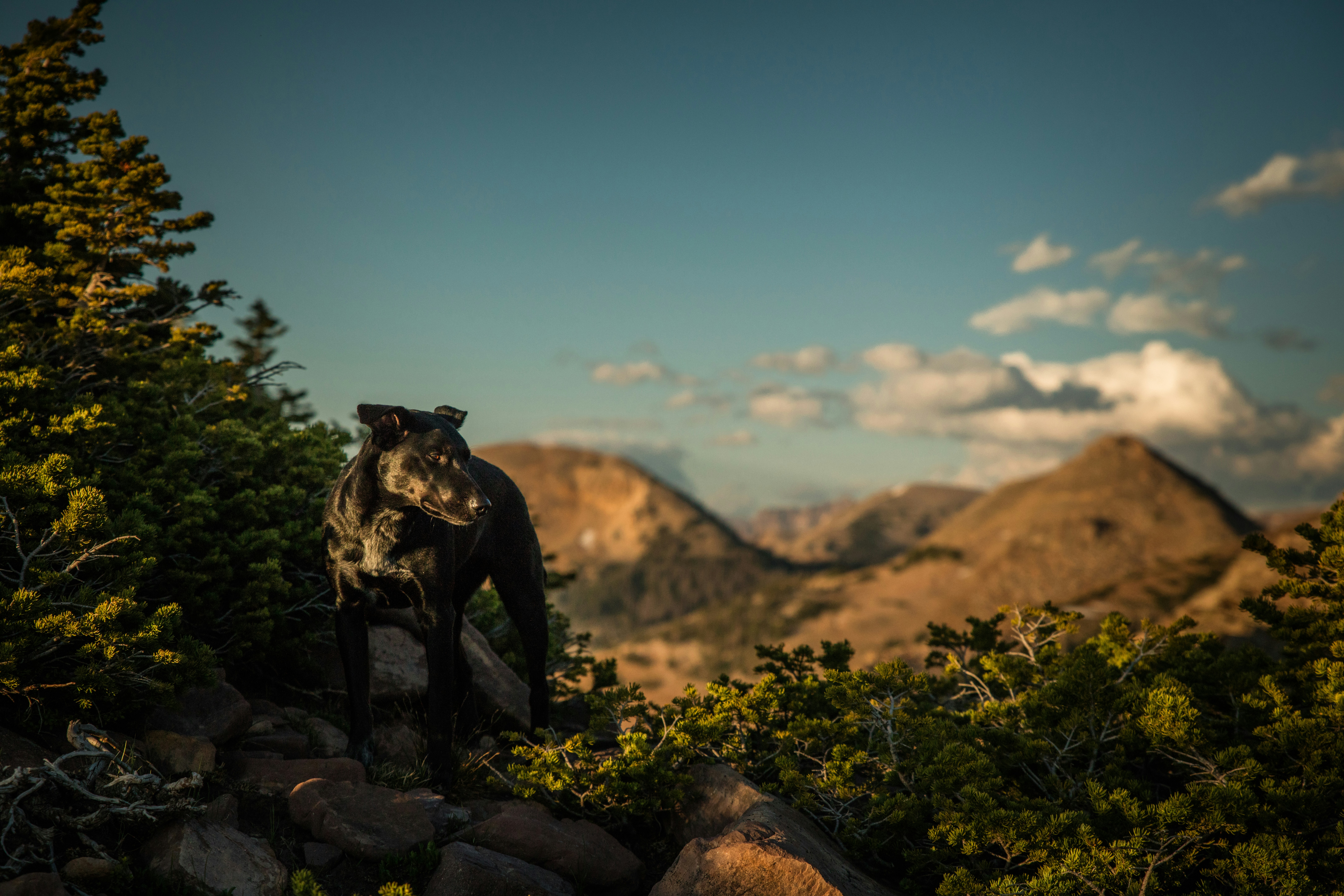 Rocky Crest Guardian: A Lean Black Dog Amid Mountain Shadows