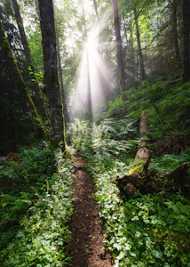 Sunlit Corridor: A Fern-Filled Forest Path Pierced by Dawn Beams