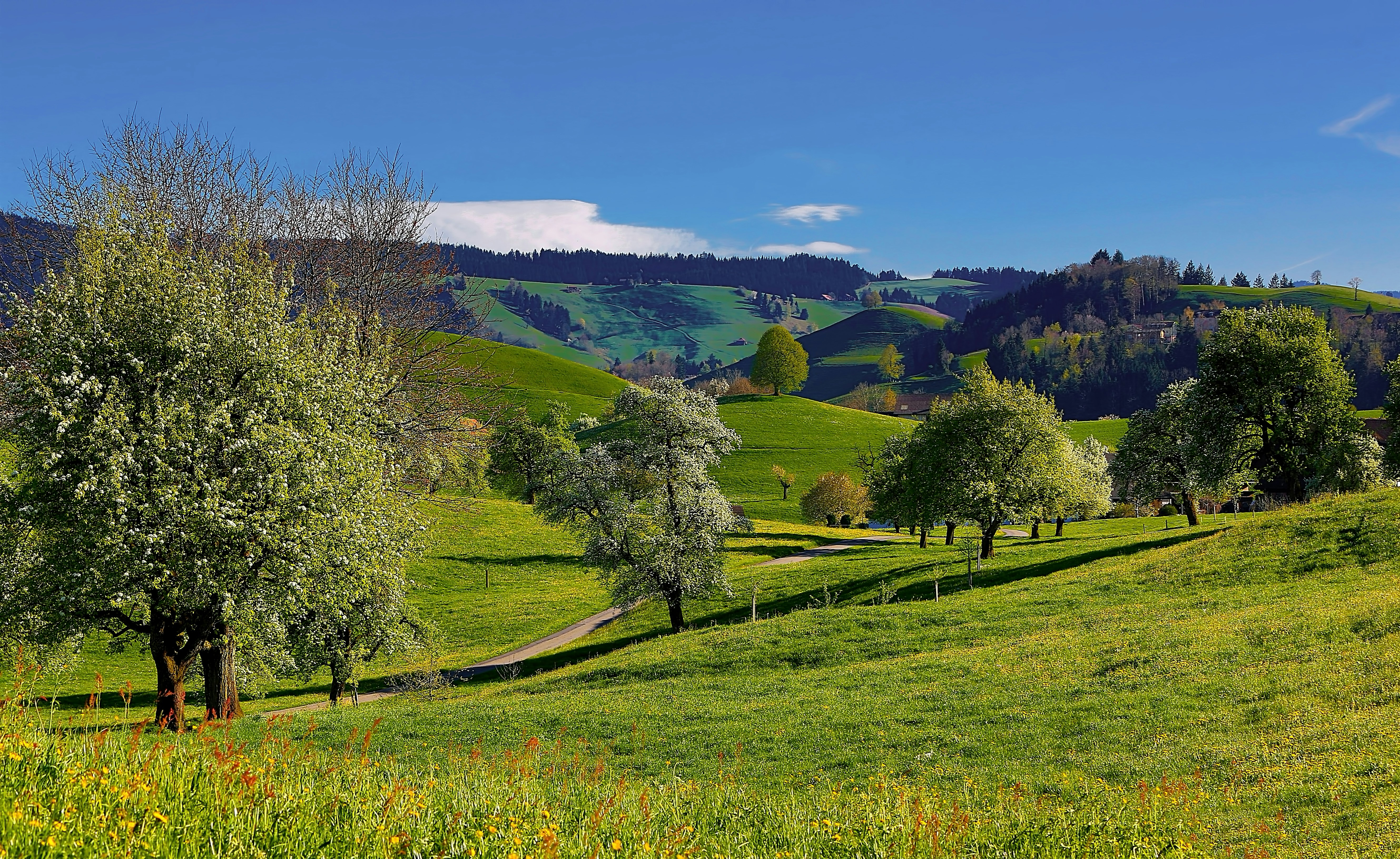Dancing hills 788 | green sod with trees