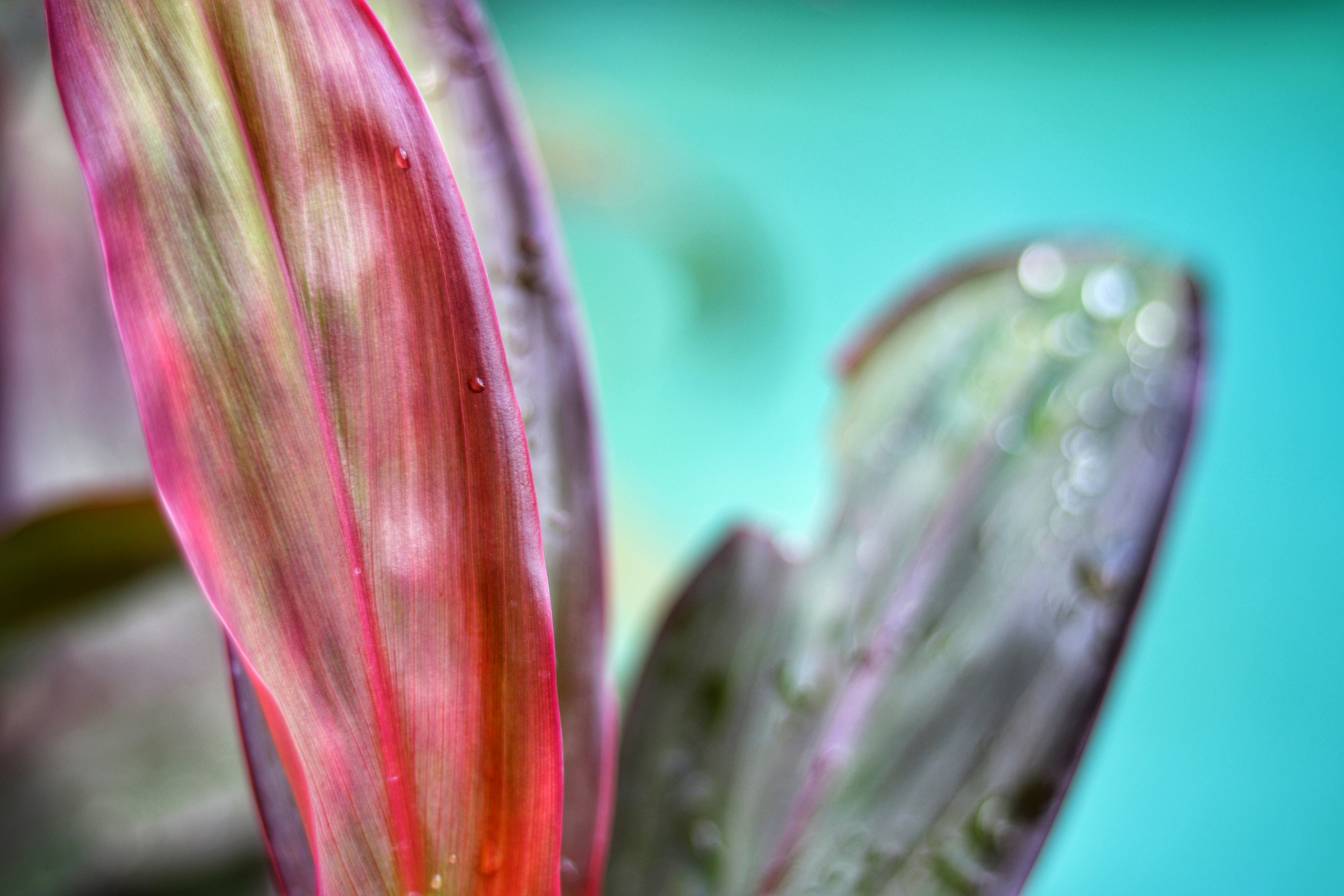 Close-up of vibrant plant leaves showcasing intricate textures and colors against a soft turquoise background.