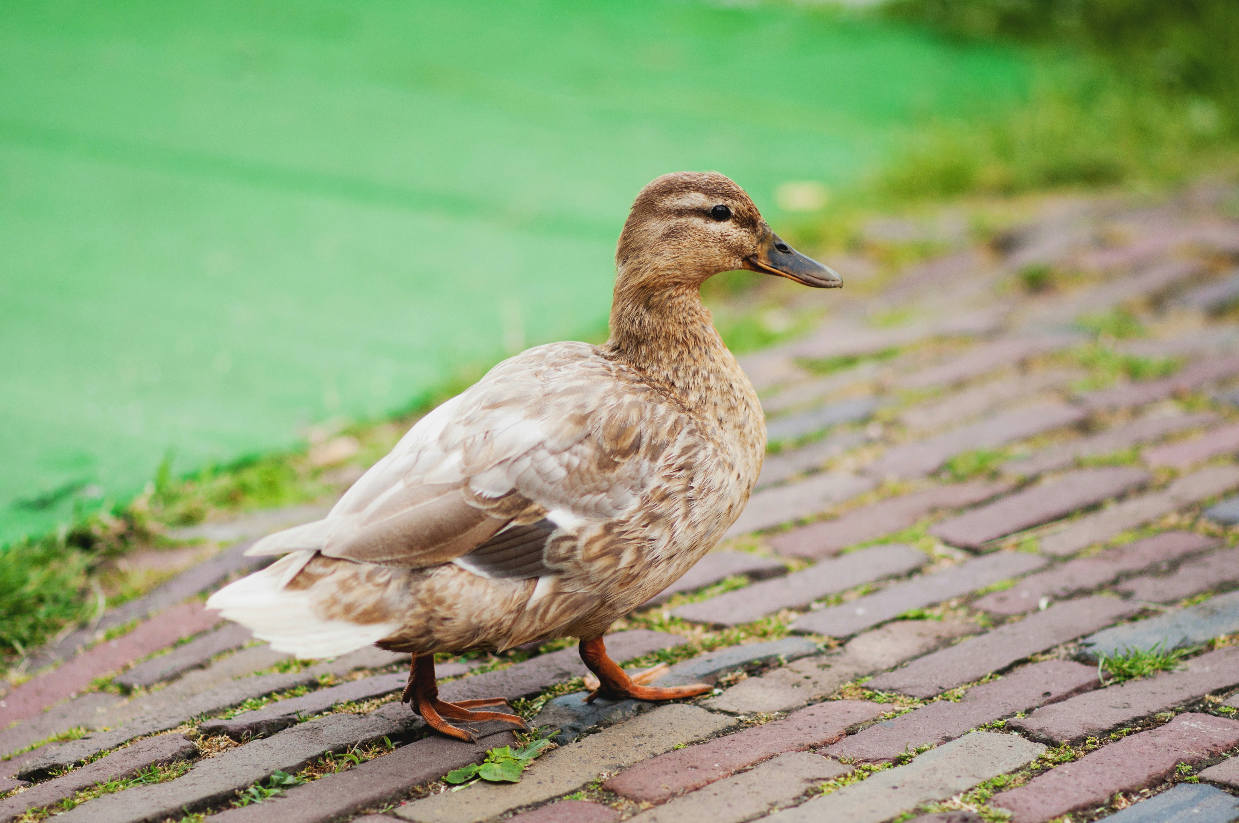 Brown duck photo – Free Netherlands Image on Unsplash