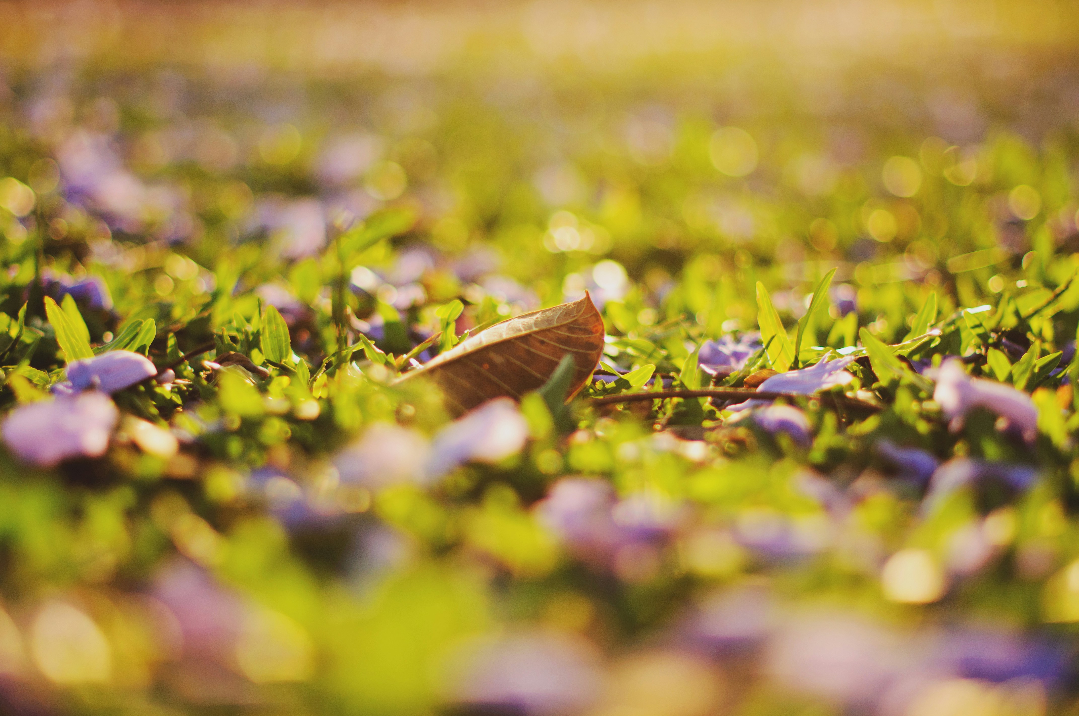 Amber Leaf in a Violet Carpet: a Quiet Meadow Moment