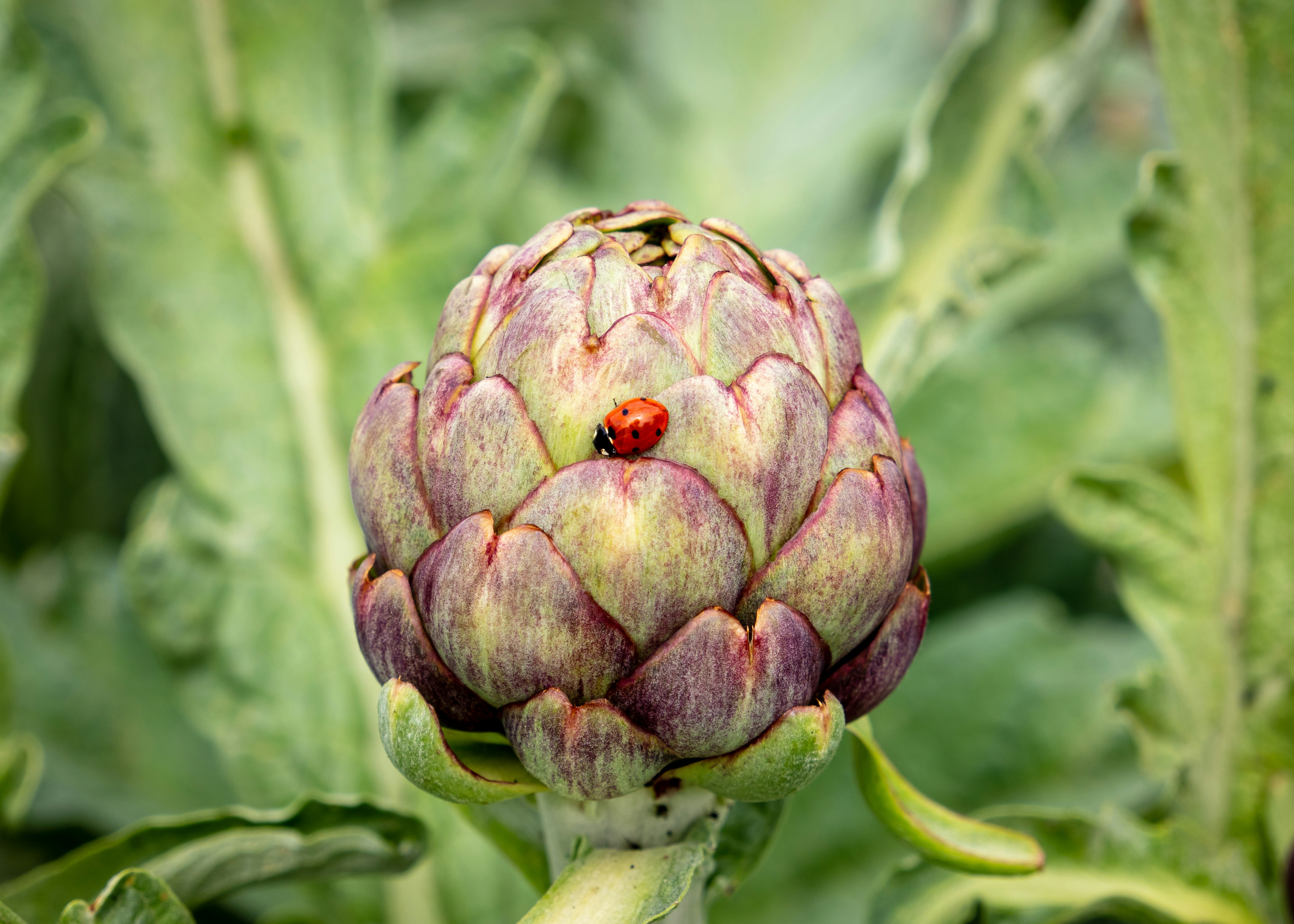 A vibrant artichoke with a ladybug perched atop its purple petals, surrounded by lush green foliage.