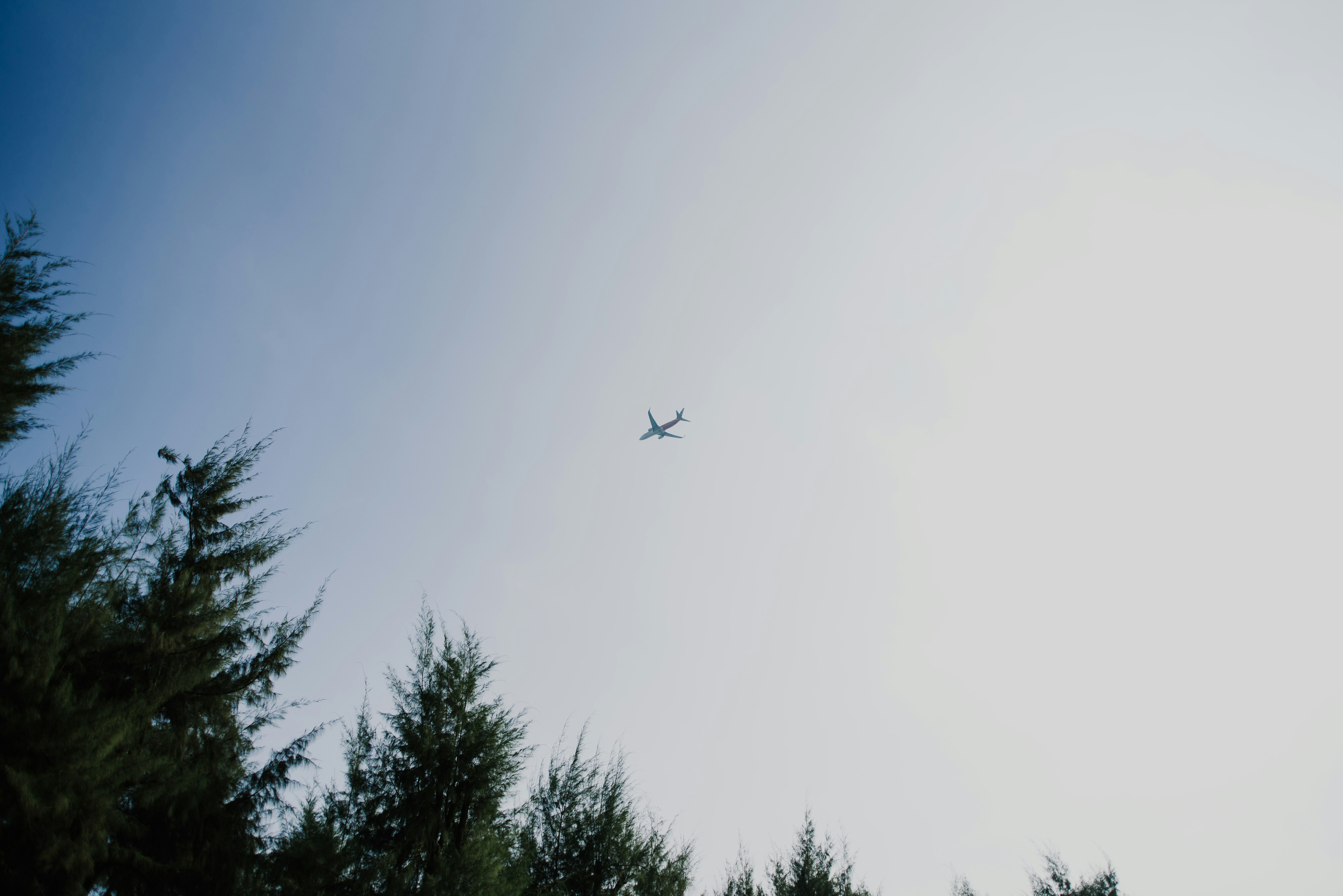 Time lapse photography of airplane in flight photo – Free Animal Image ...