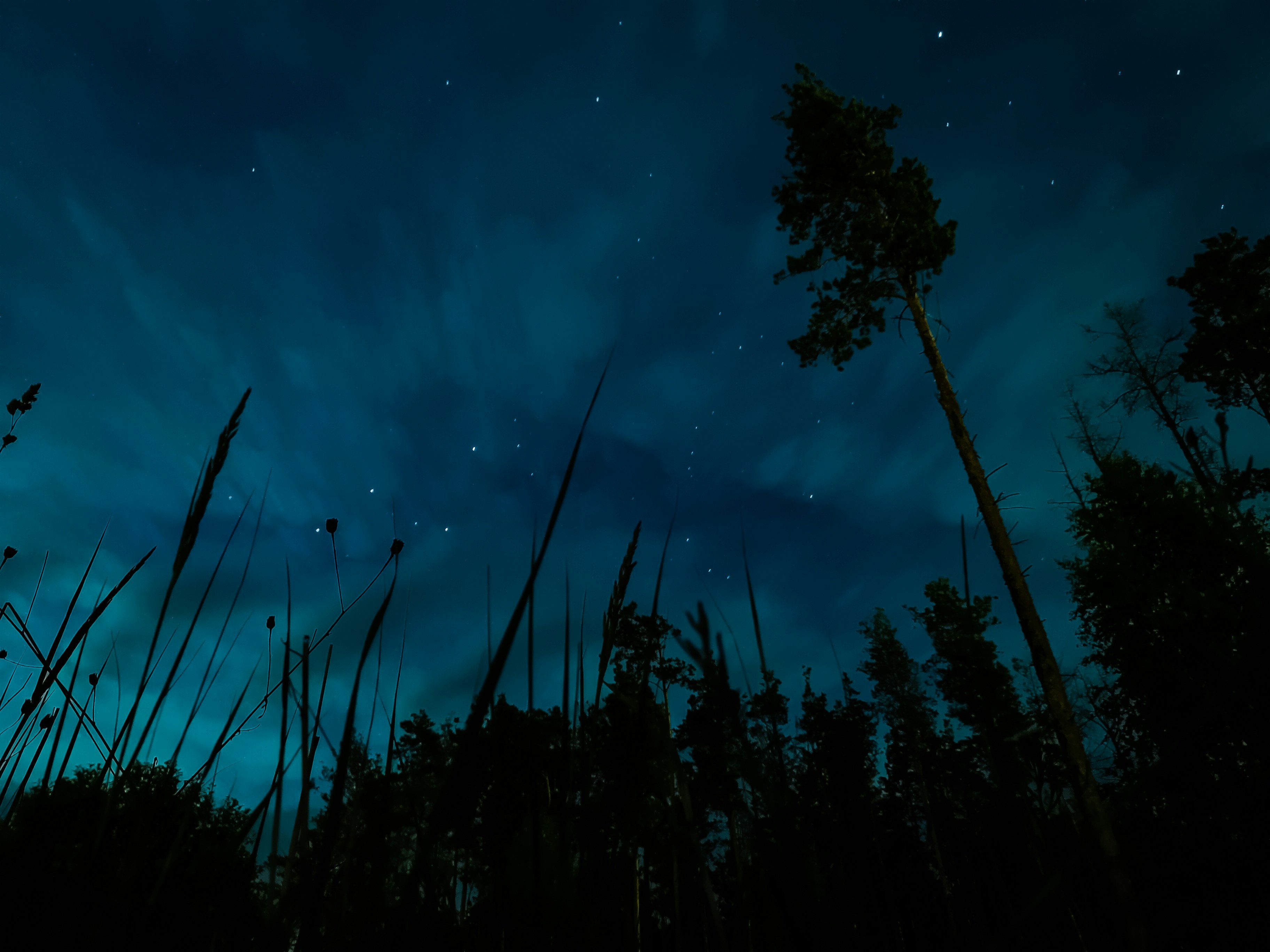 Low-angle photography of trees during night photo – Free Forest Image ...