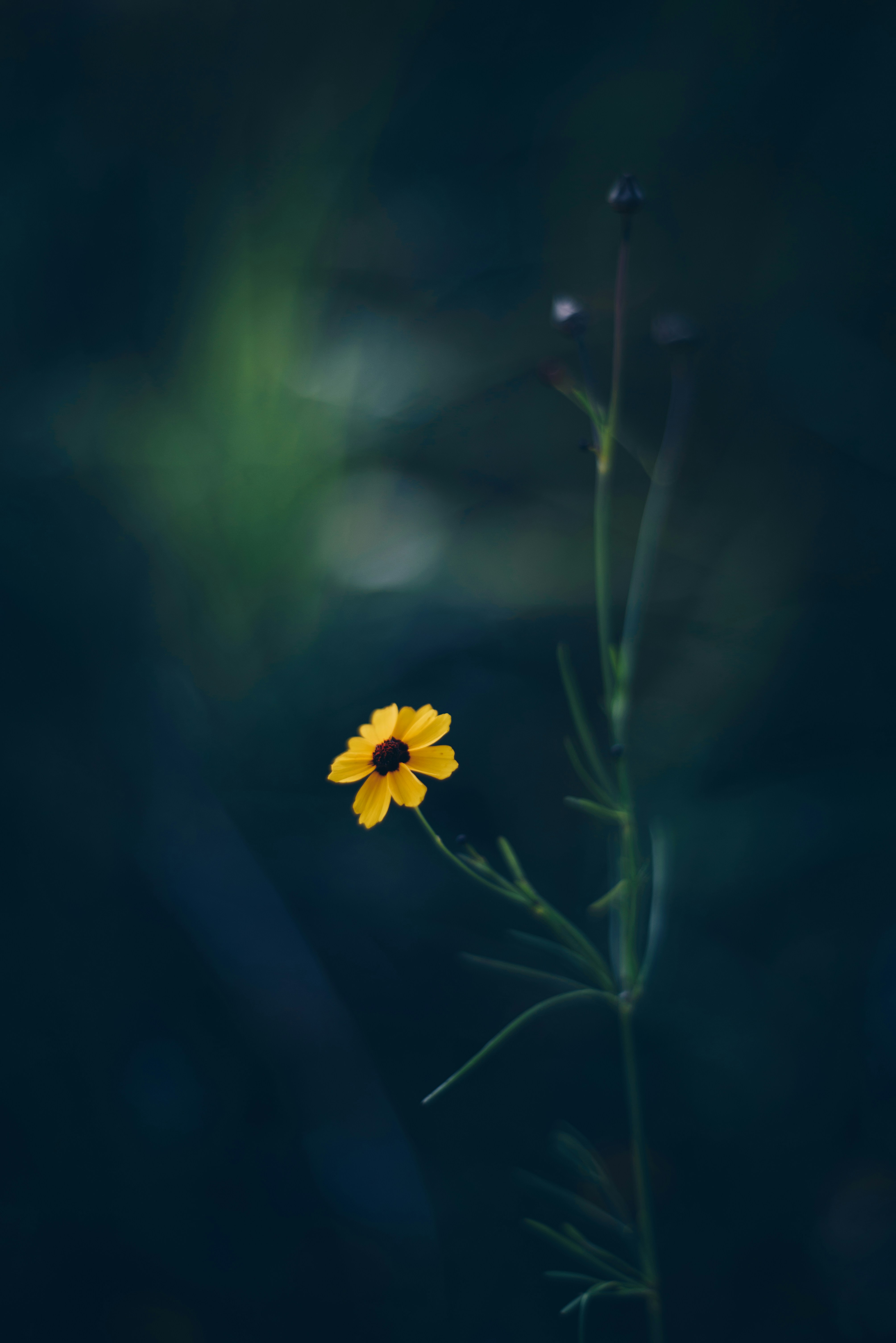 Single Flower Pictures | Download Free Images on Unsplash