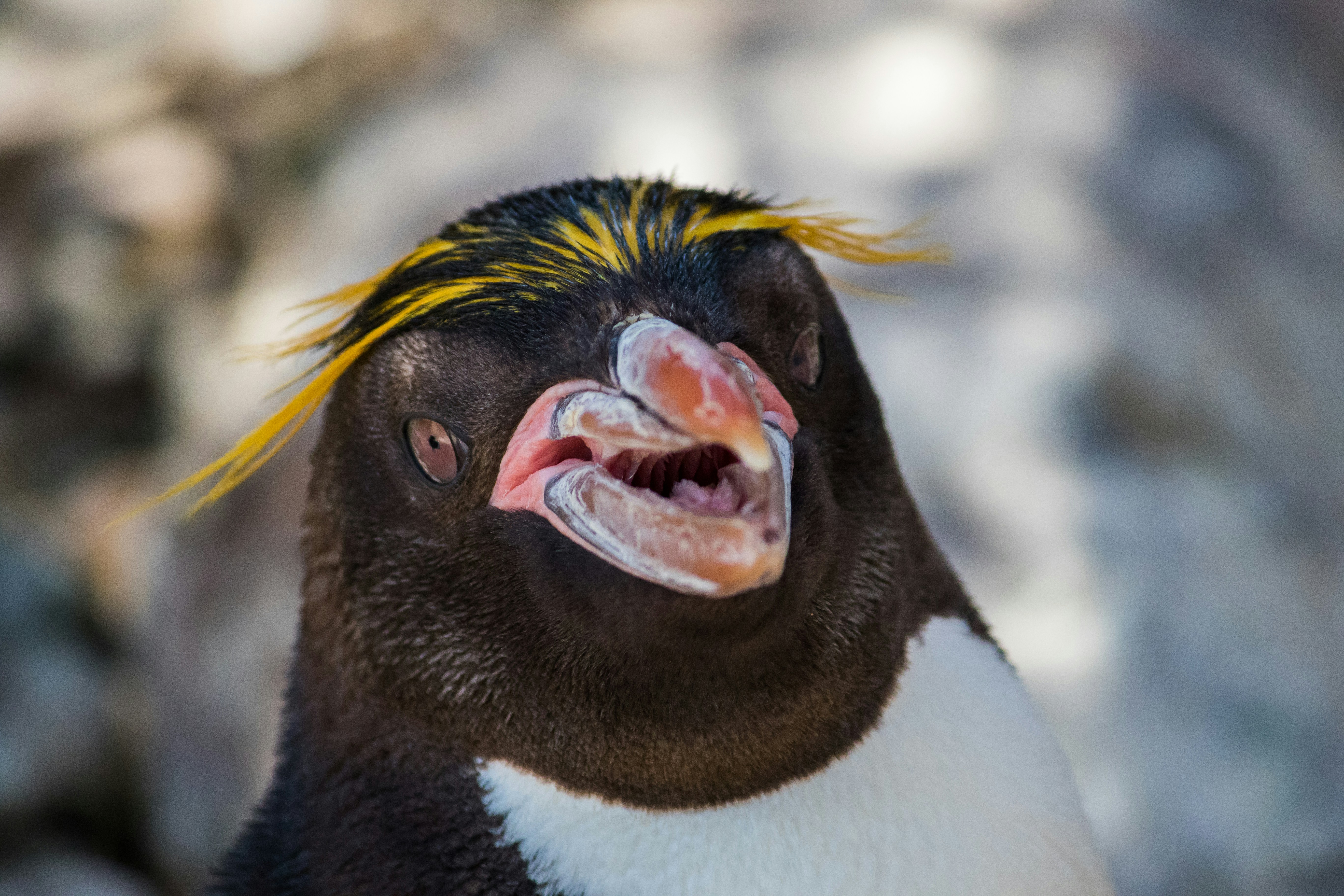 Close-up of a Macaroni penguin showcasing its distinctive yellow crest and expressive features.