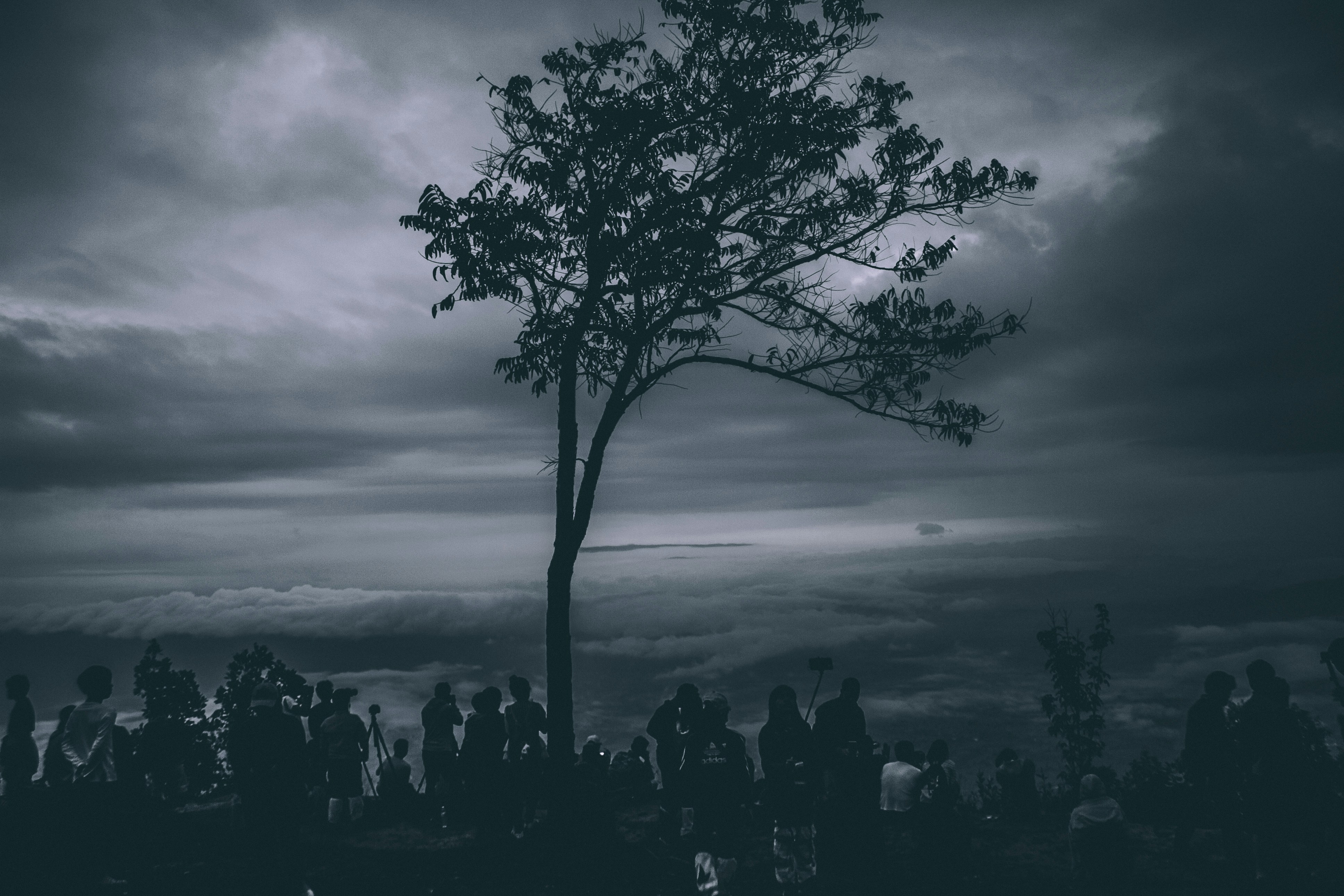 Silhouetted figures beneath a lone tree against a cloudy dawn sky.