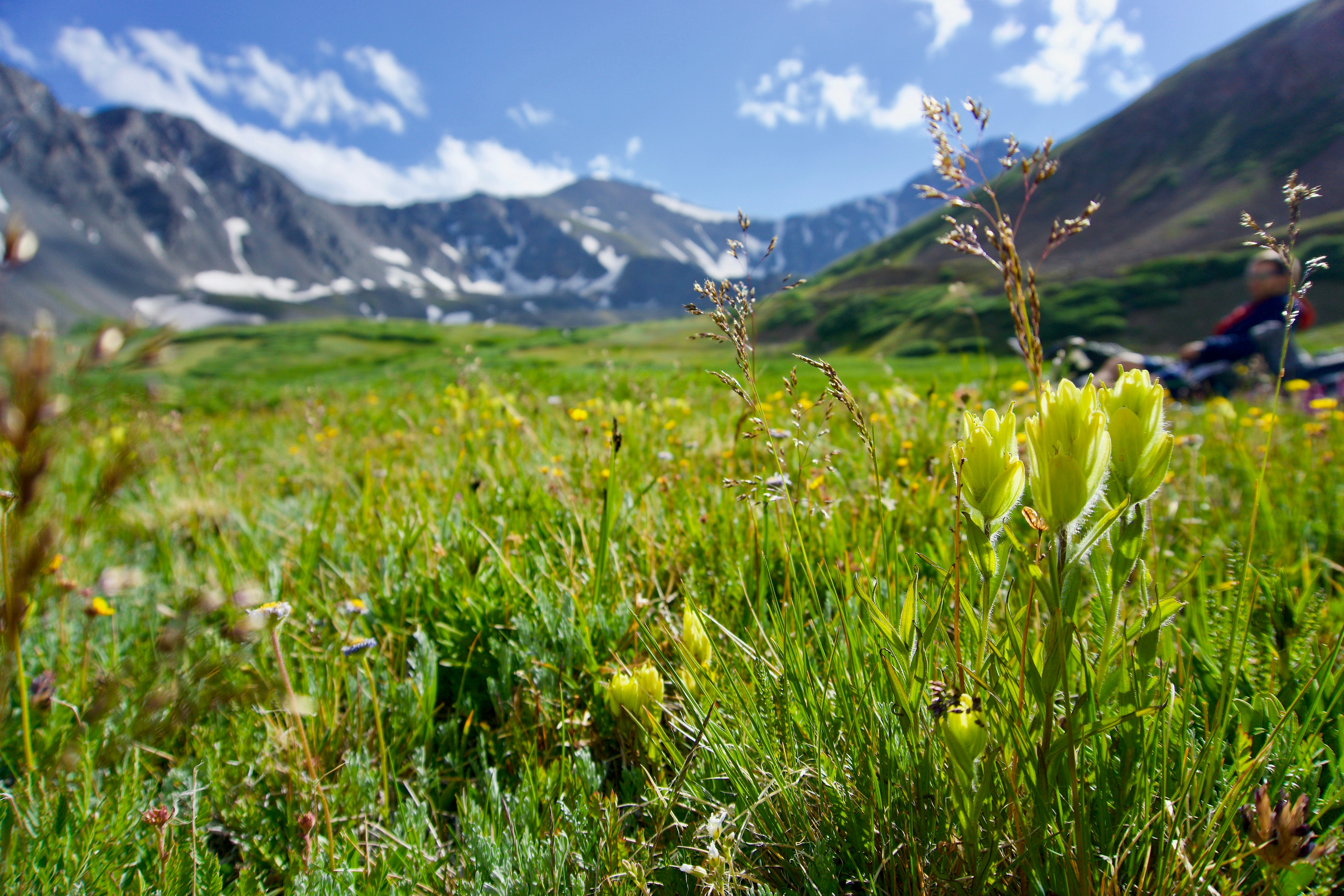 Vibrant wildflowers in an alpine meadow, with majestic mountains rising in the background under a bright blue sky.