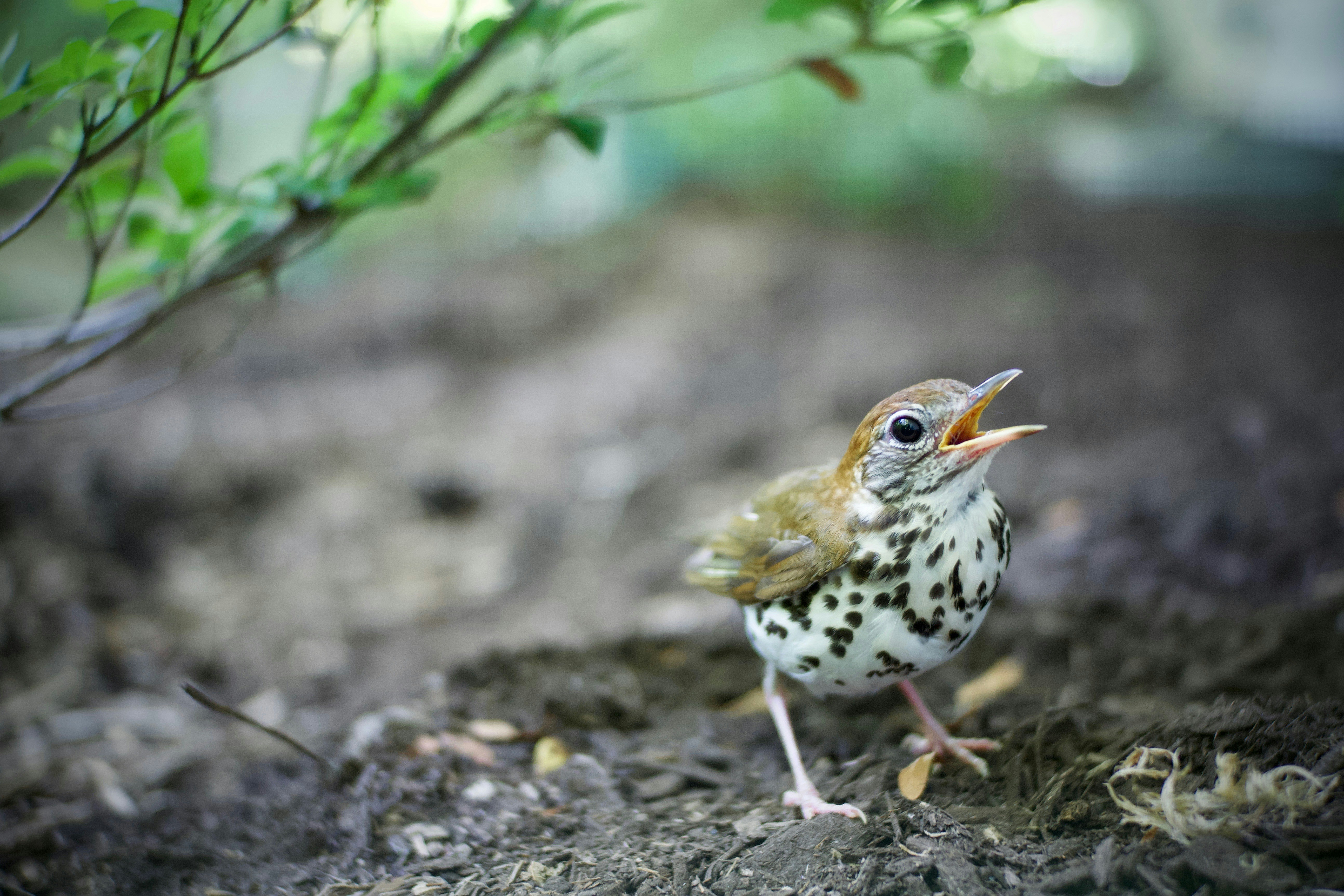 A young thrush vocalizing amidst earthy textures and green foliage, showcasing its natural habitat. The bird's speckled feathers blend harmoniously with the surroundings.