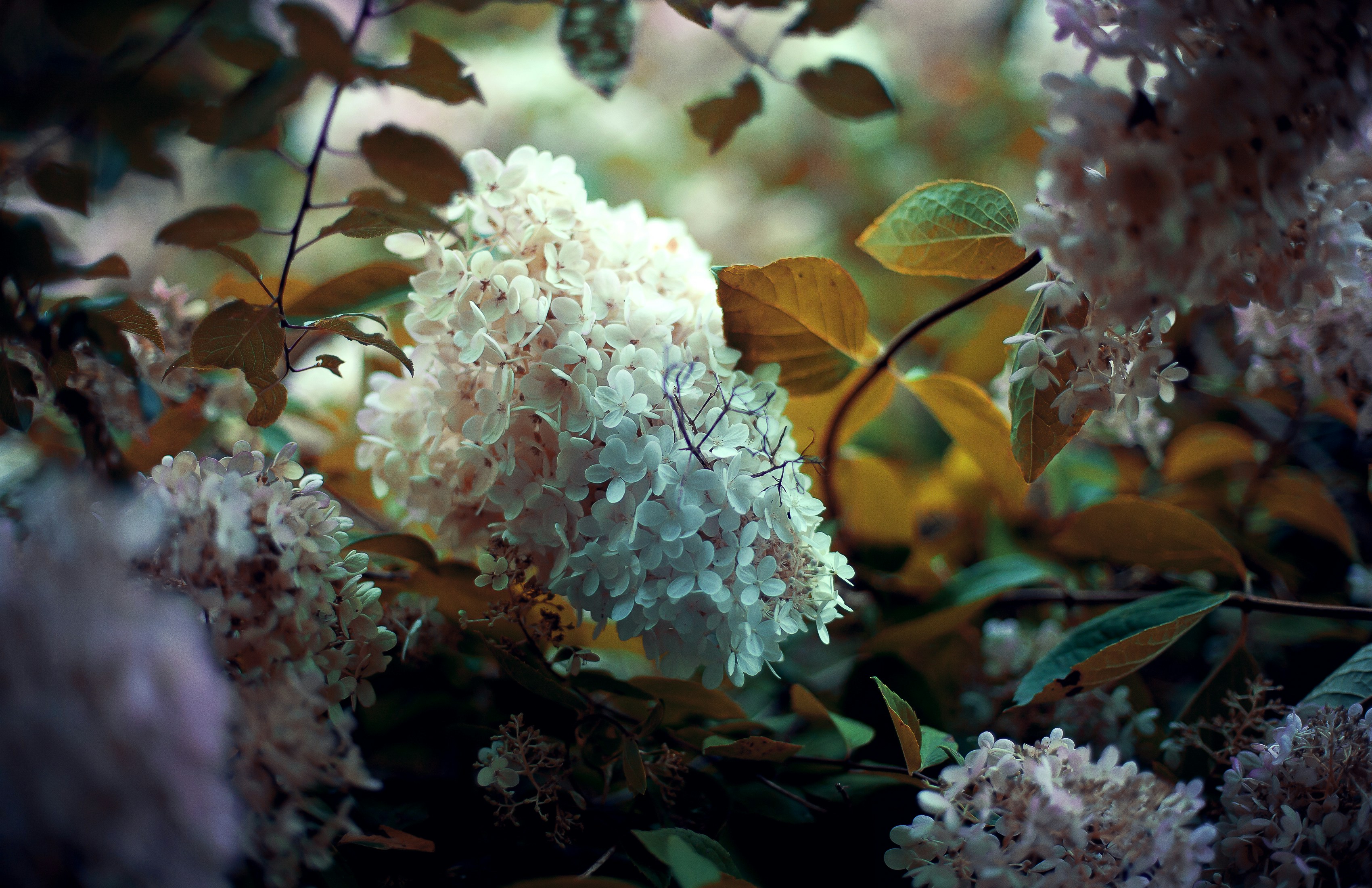 Photo by Dmitriy Belenovsky