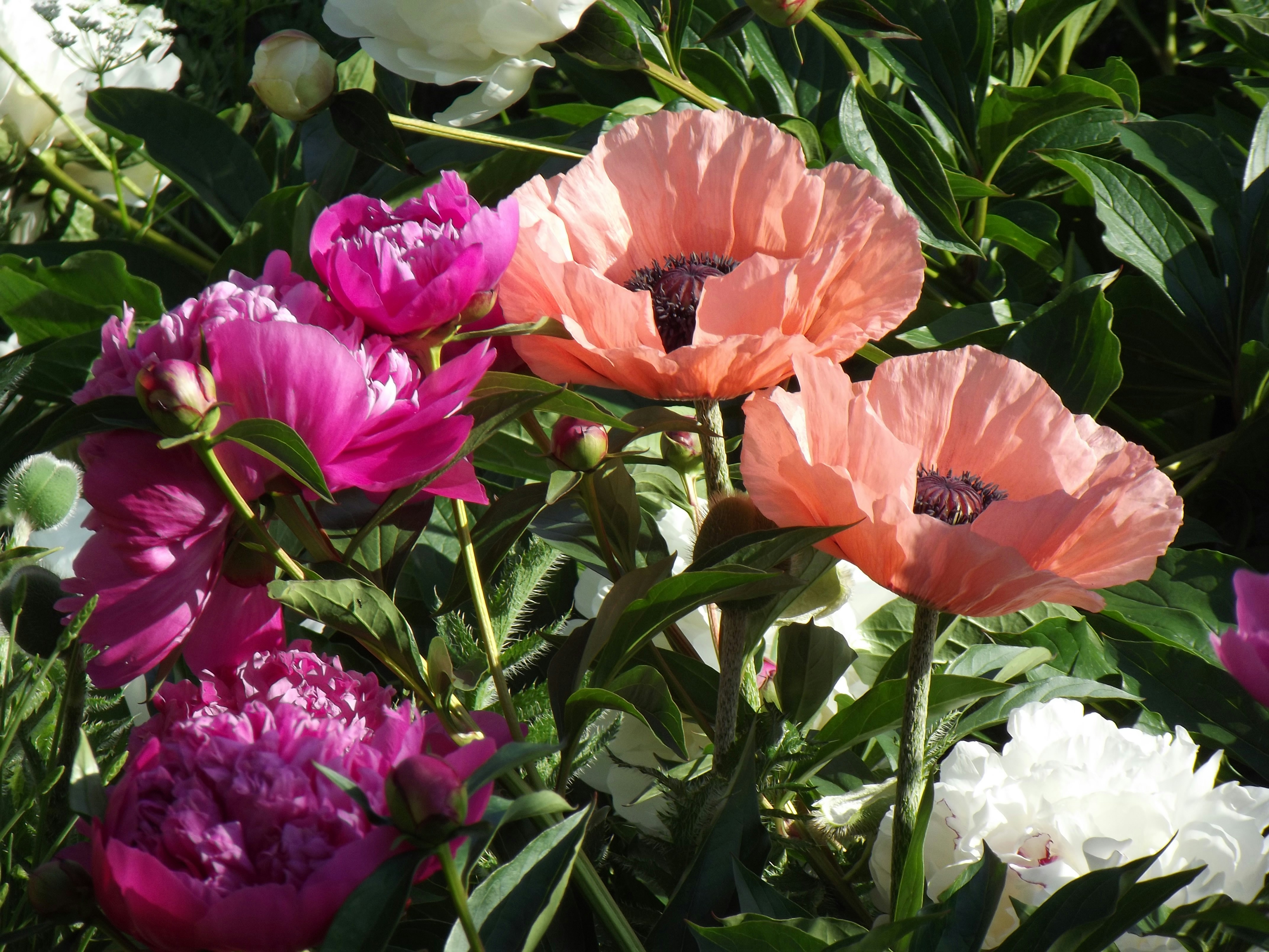 Pink and purple flowers with lush green foliage basking in sunlight.