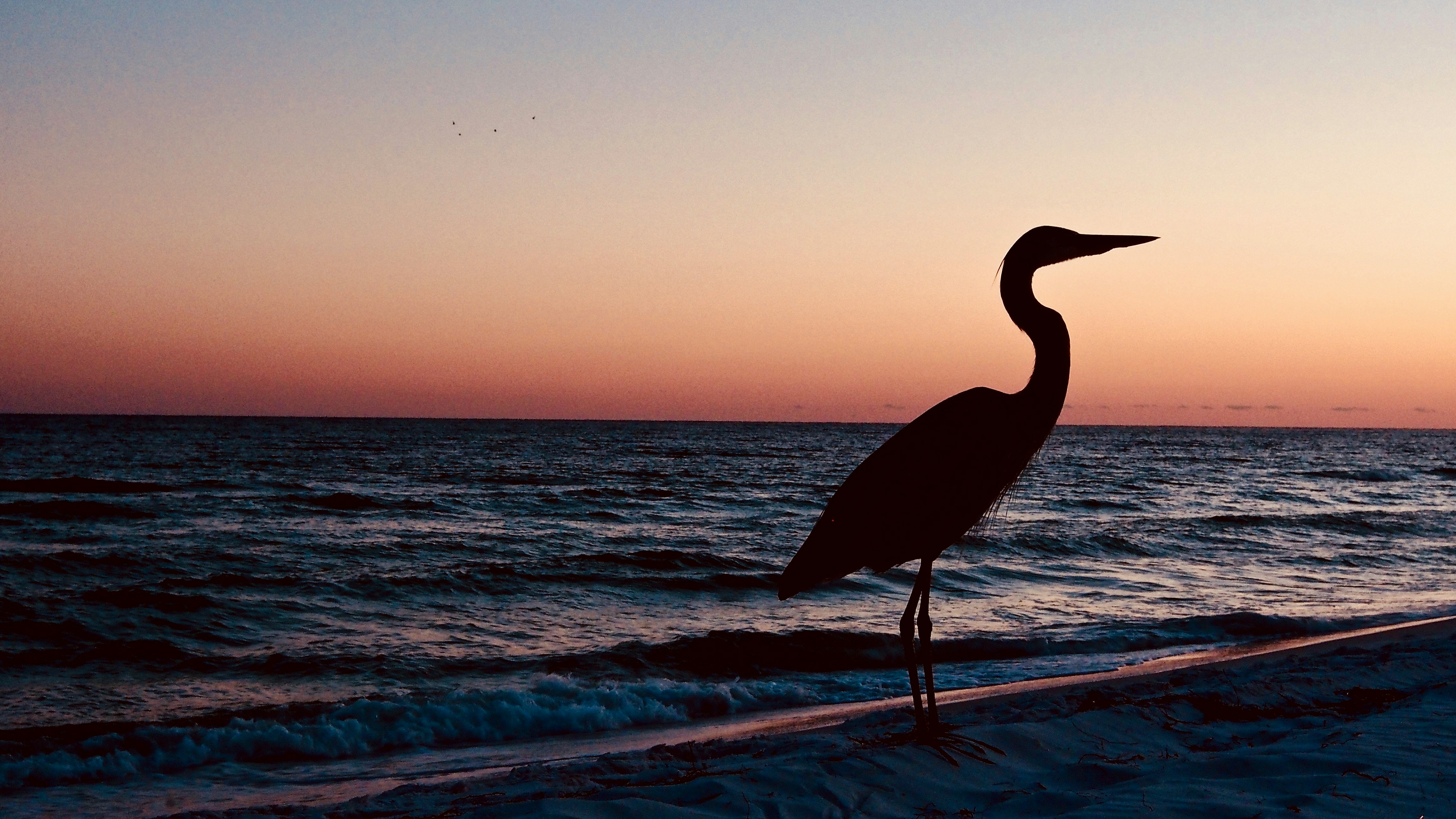 A graceful heron stands silhouetted against a tranquil seascape at twilight, with gentle waves lapping the shore.