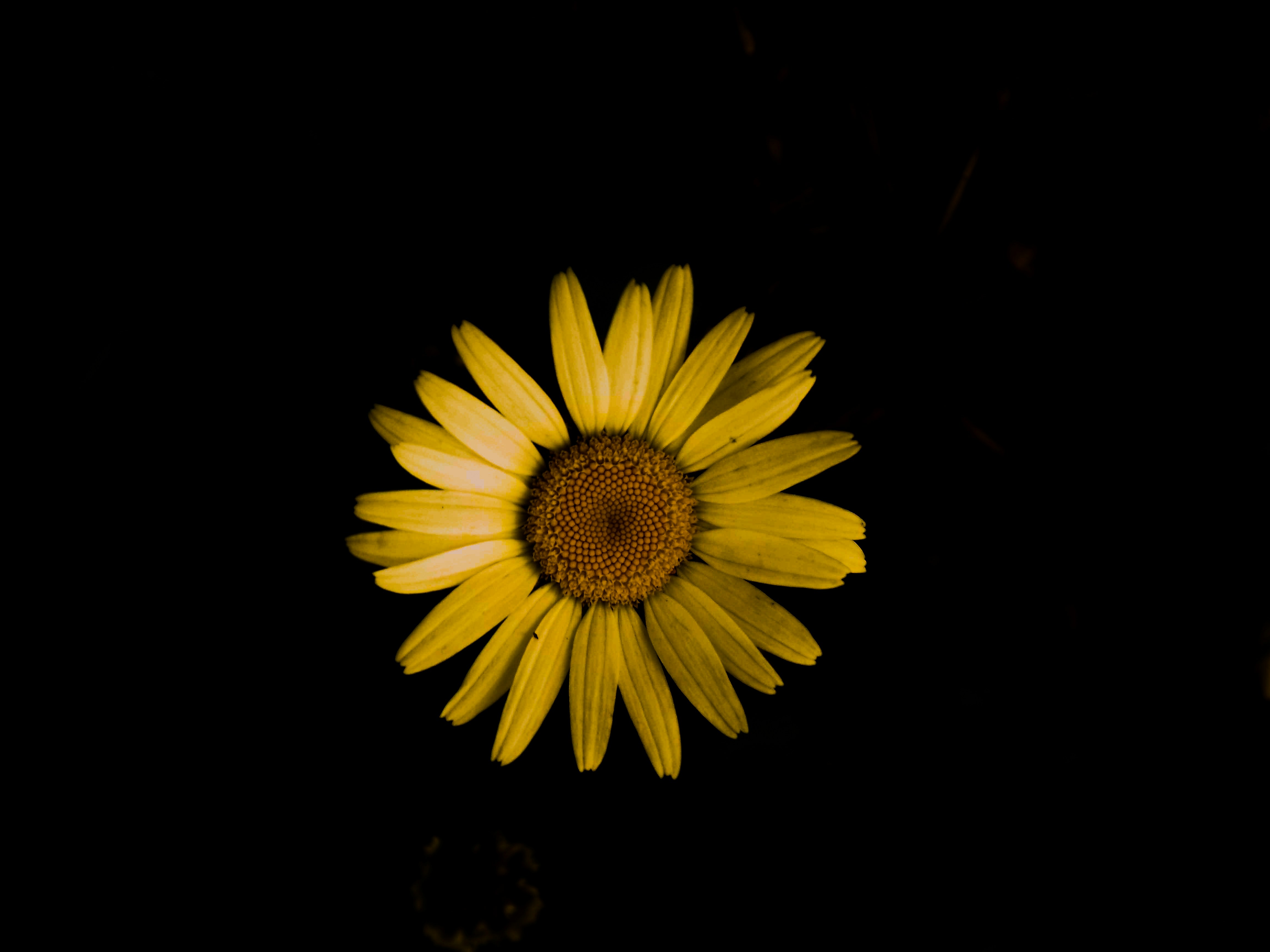 Yellow daisy illuminated against a dark background.