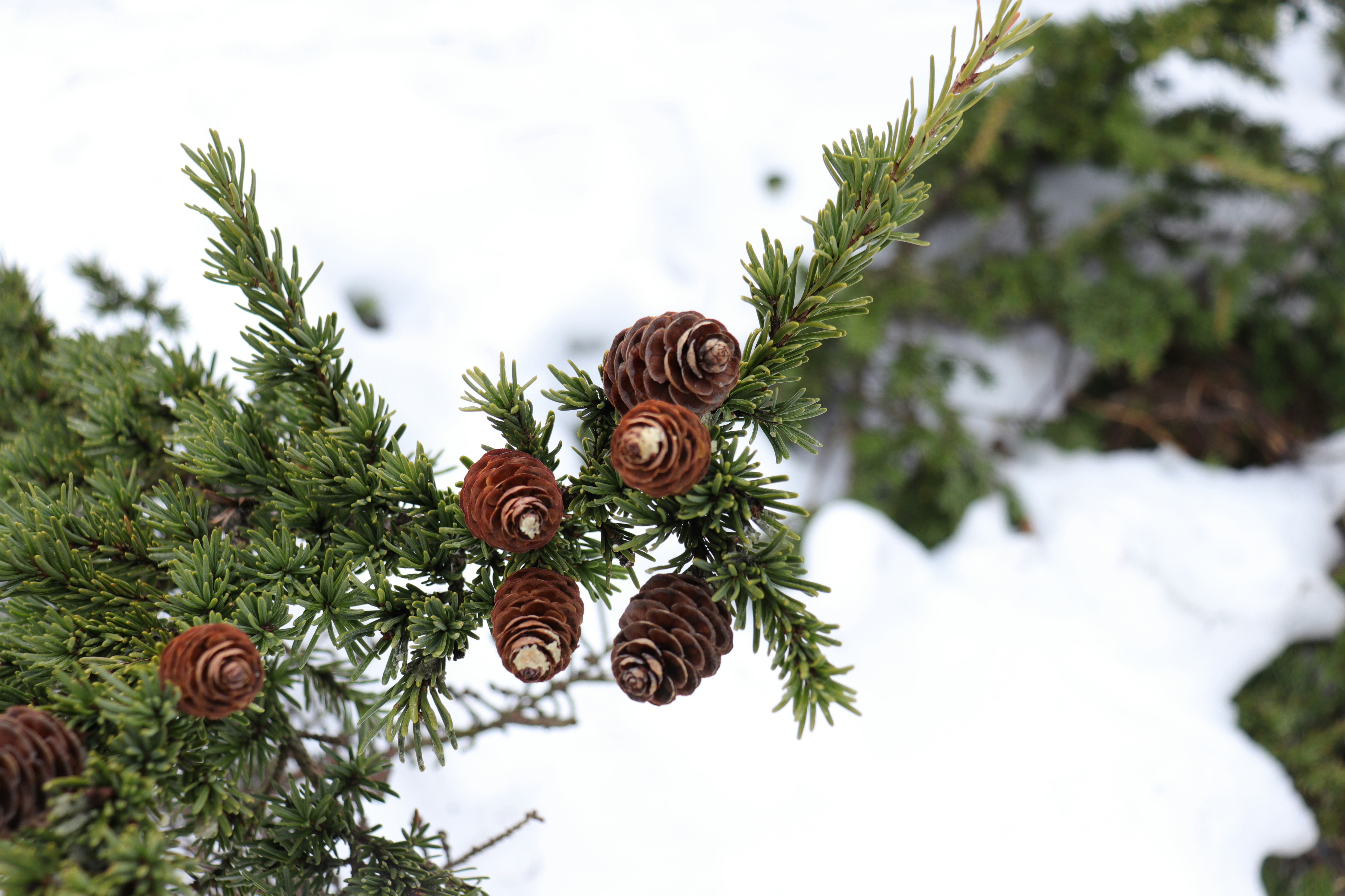 Cluster of pine cones nestled among evergreen branches with a snowy backdrop.