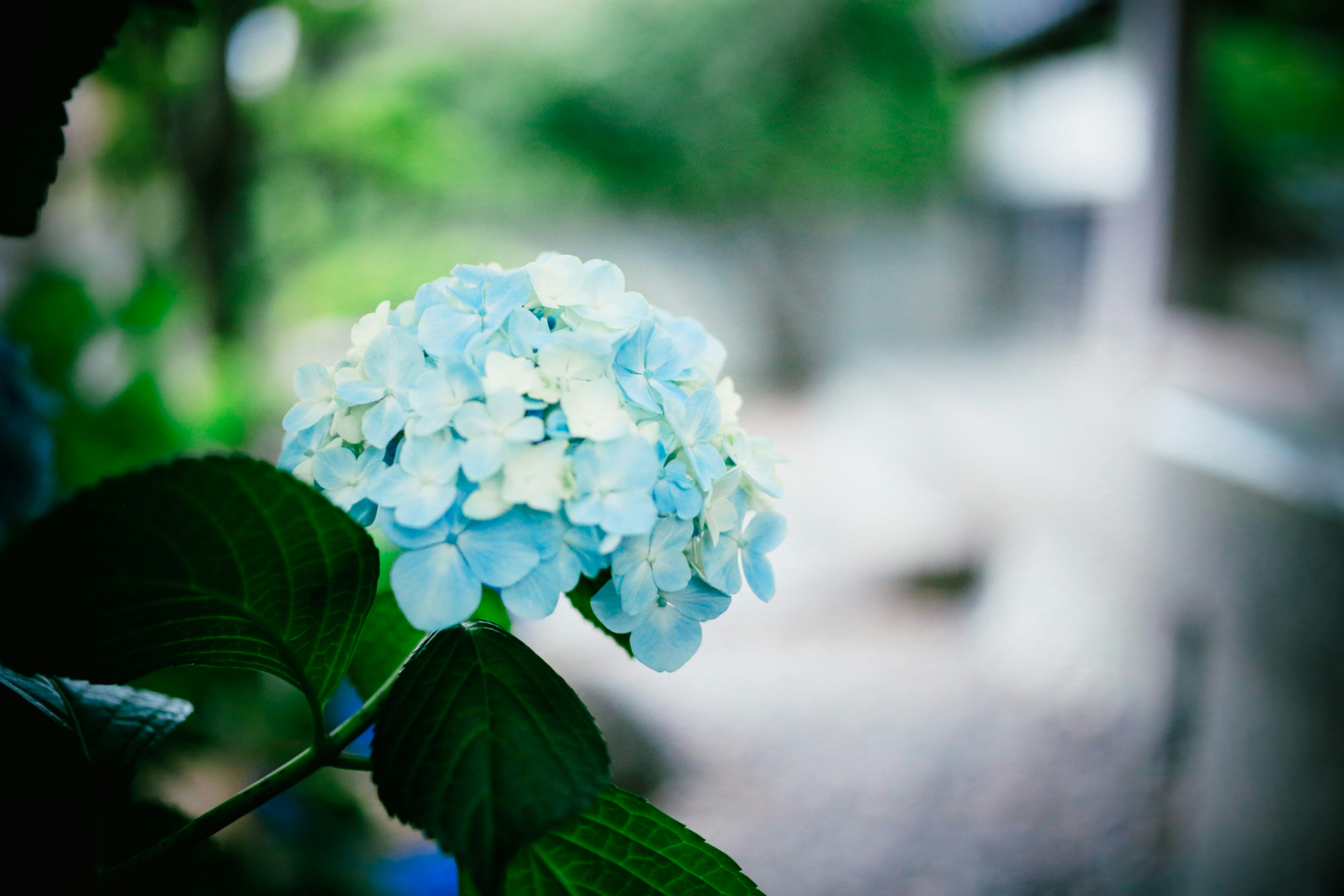 Pale Blue Pictures | Download Free Images on Unsplash