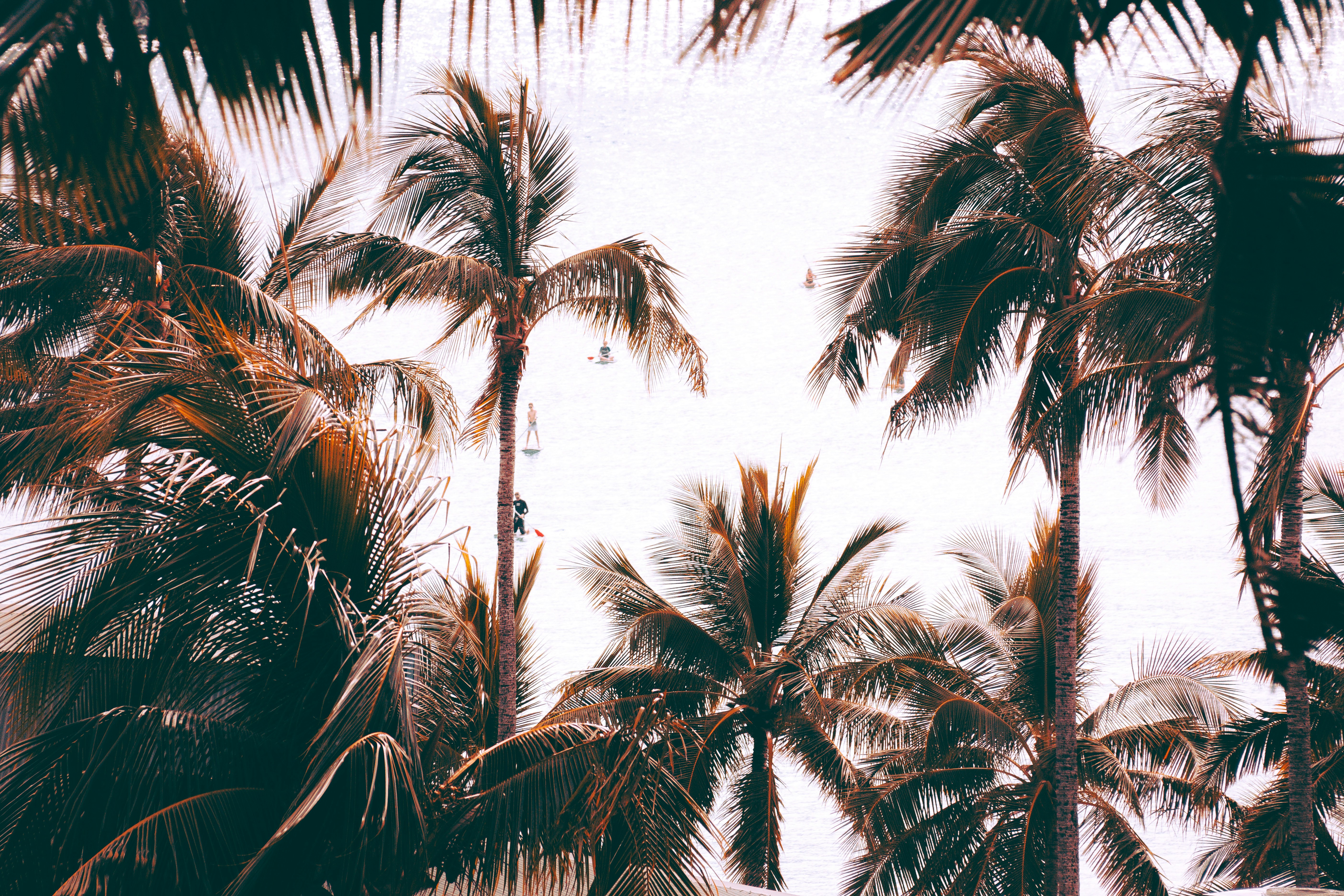 This was captured from my hotel room balcony with my 75mm-300mm zoom lens. | palm trees