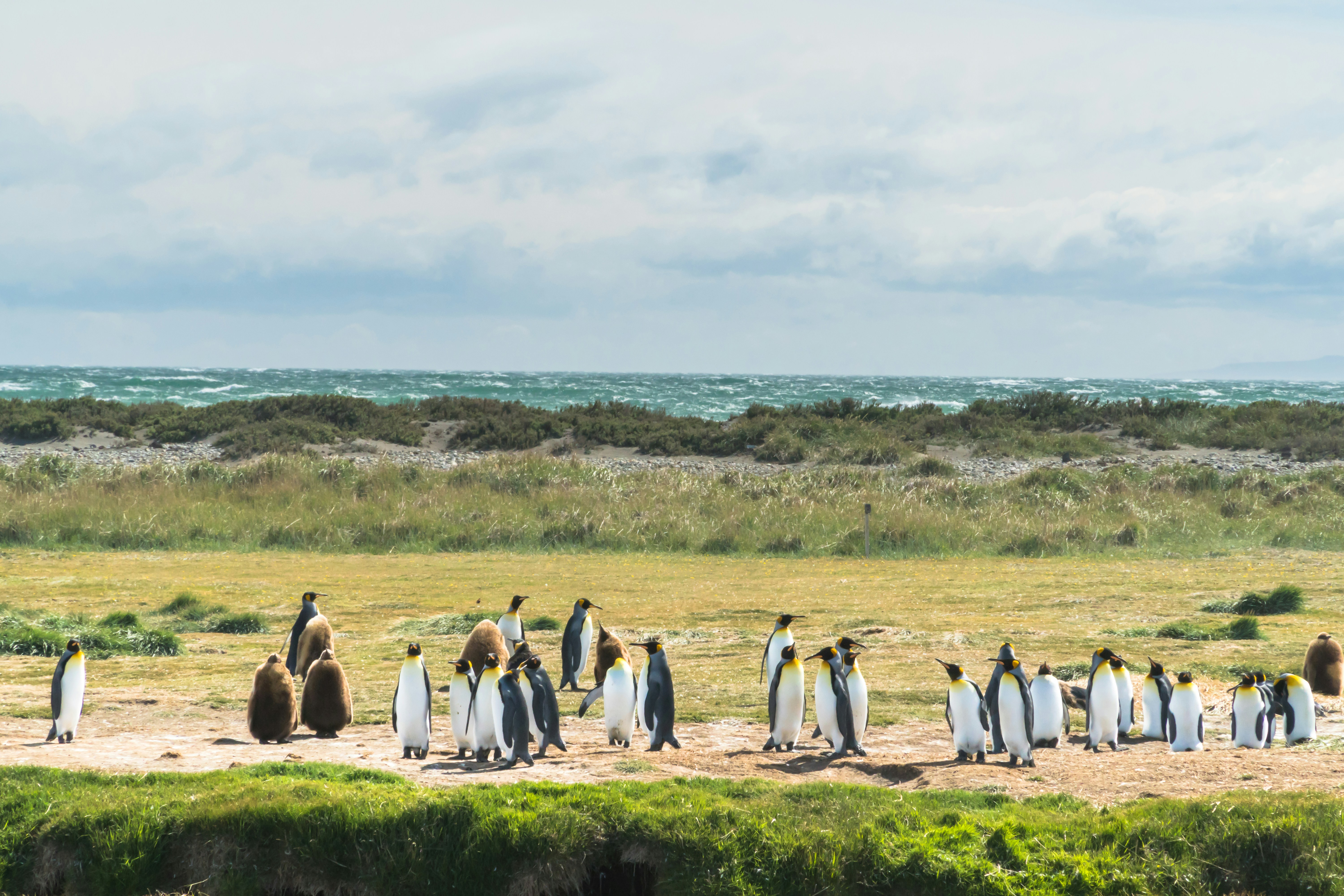A group of king penguins congregating on a grassy shore, with the ocean waves gently crashing in the background.