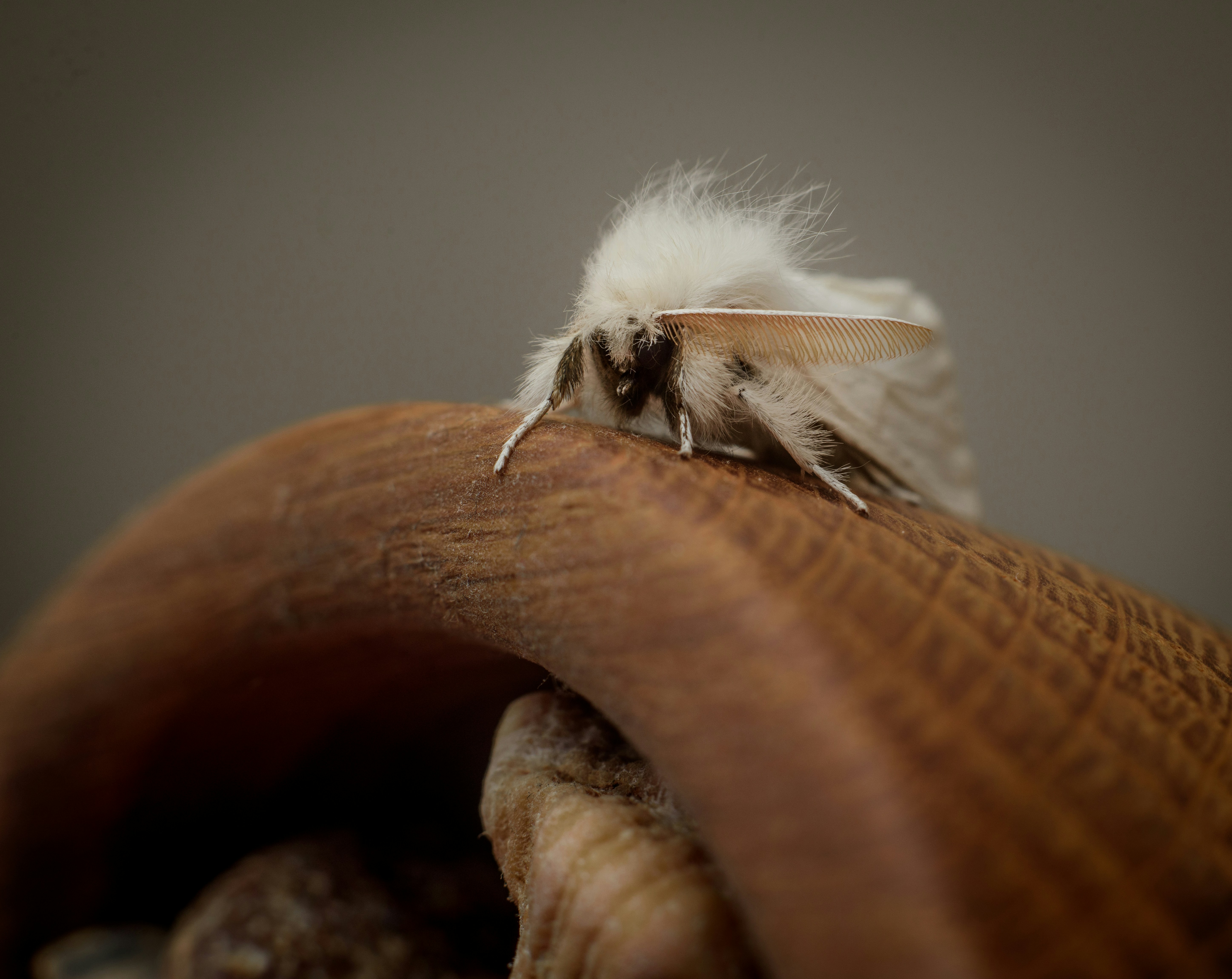 White Fuzzy Moth