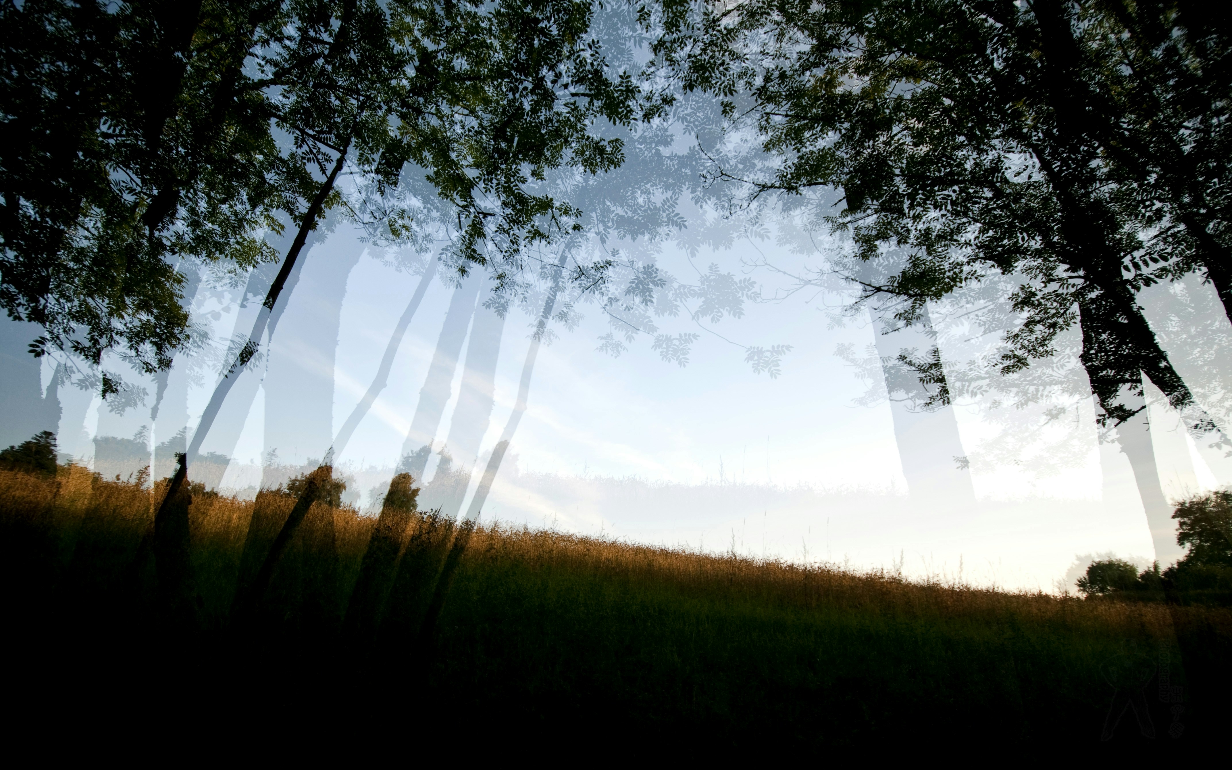 Layered silhouettes of trees against a serene evening sky over a grassy field.