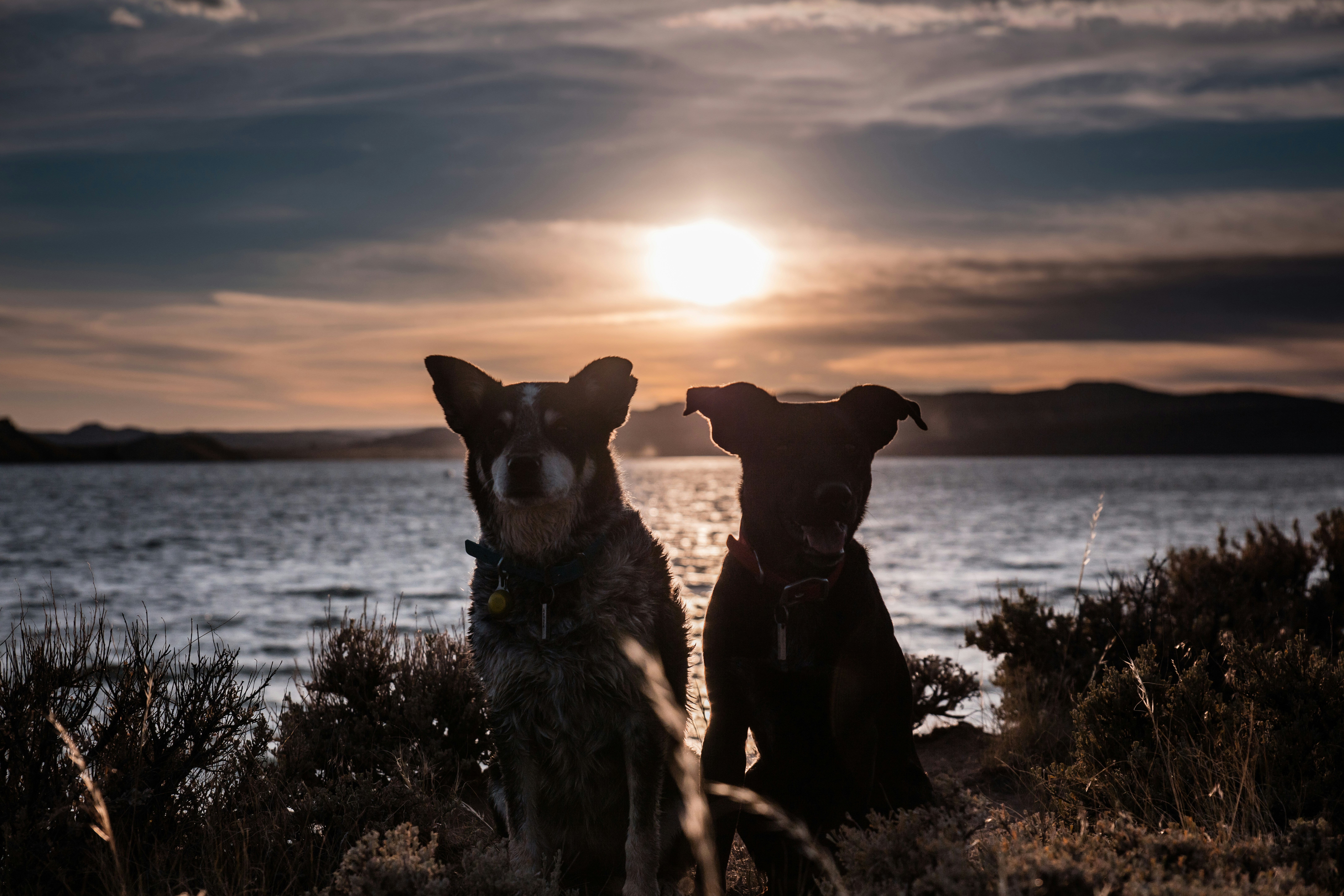 Why Do Dogs Stand Over Each Other