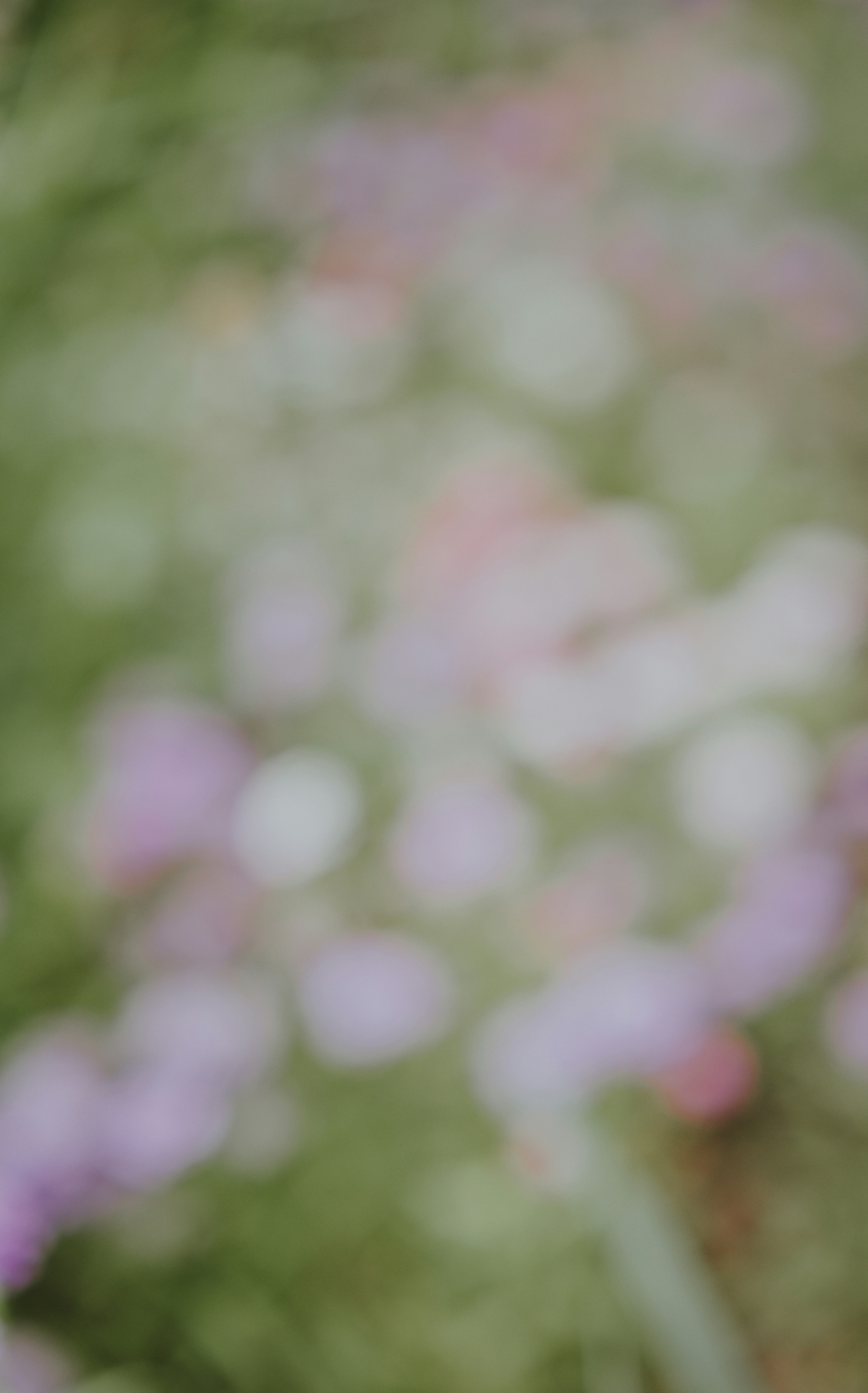 Blurred Flower Background