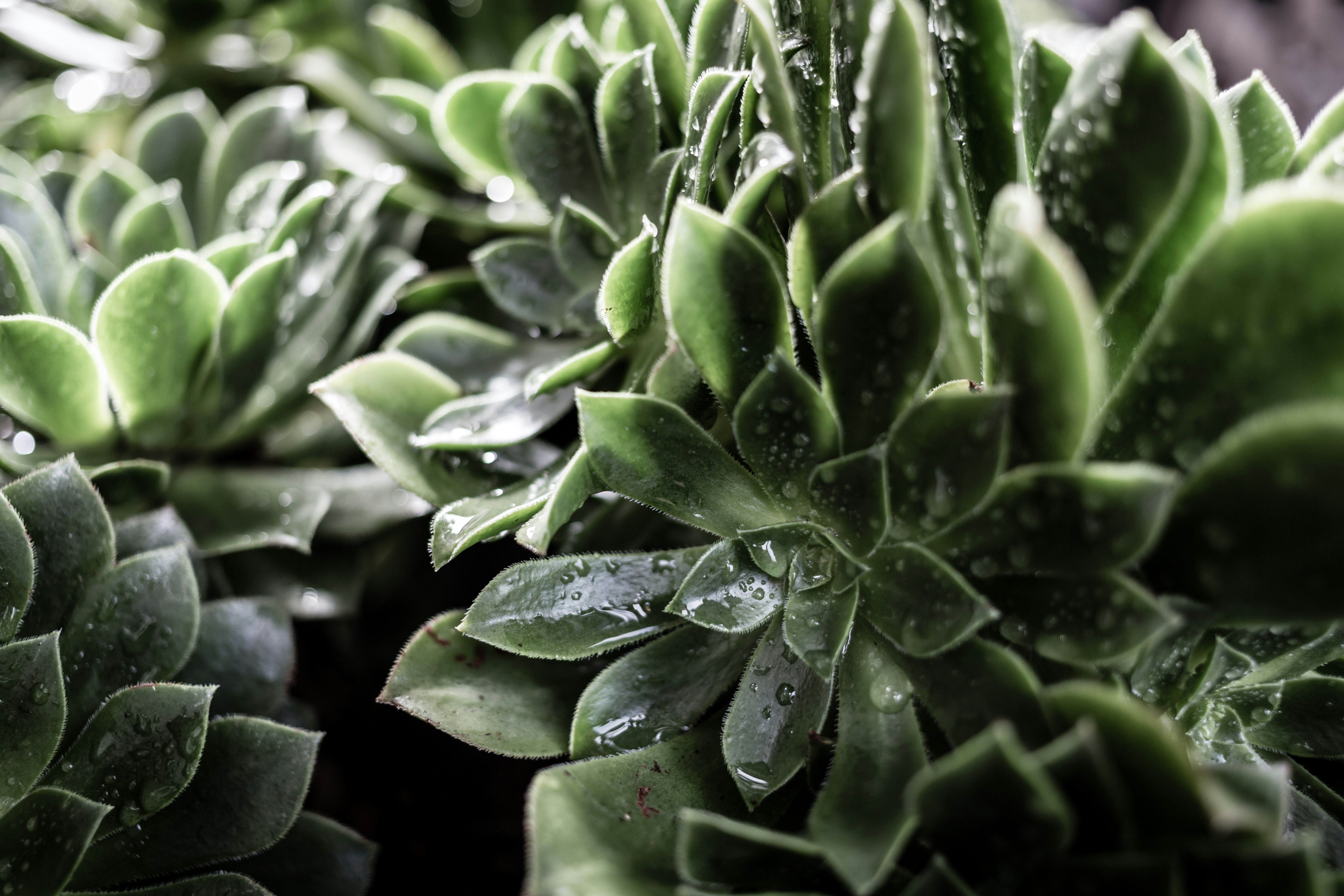 Emerald Rosettes Bedecked in Dew