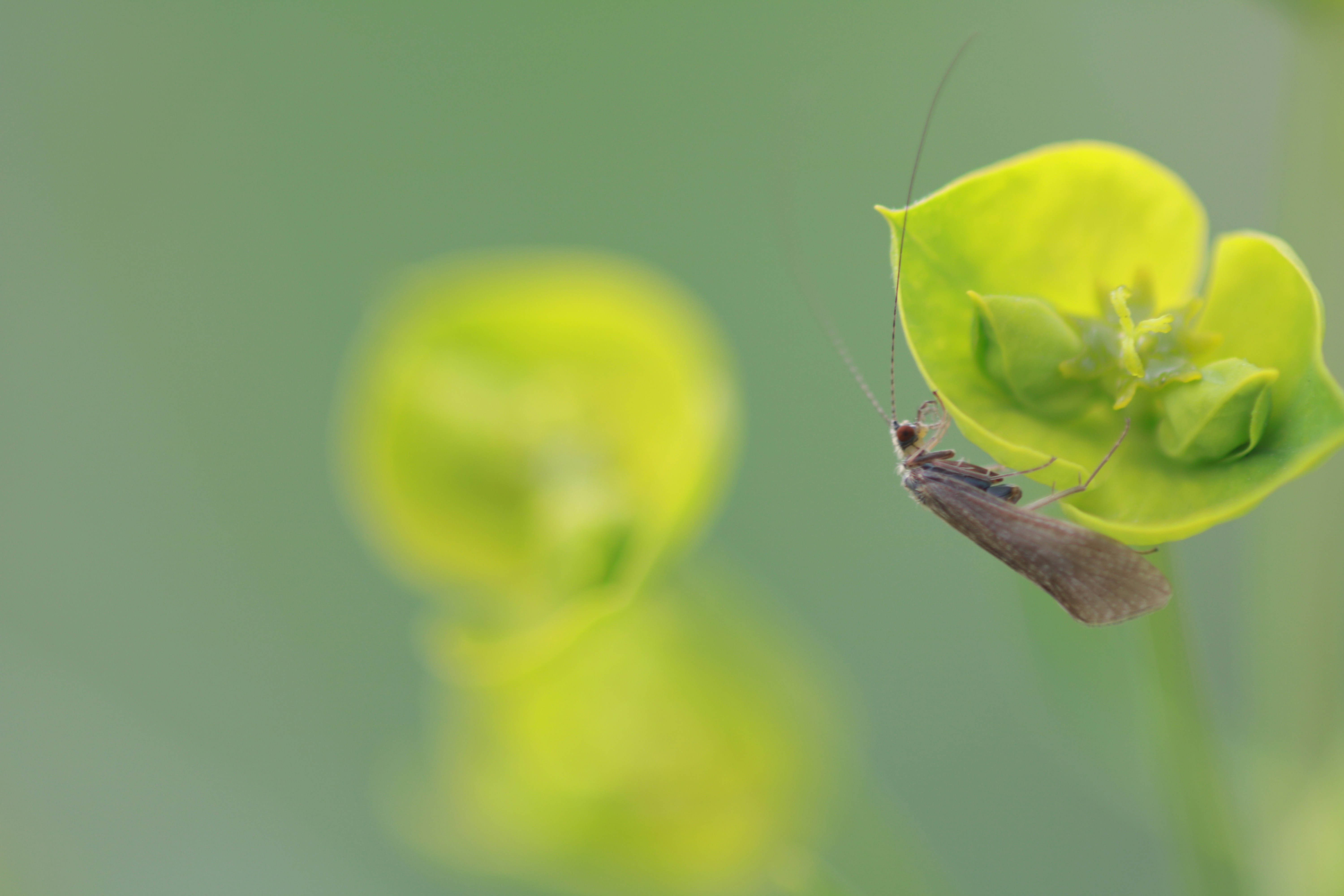 Moth on a Neon Green Bloom, Framed by Velvet Blur