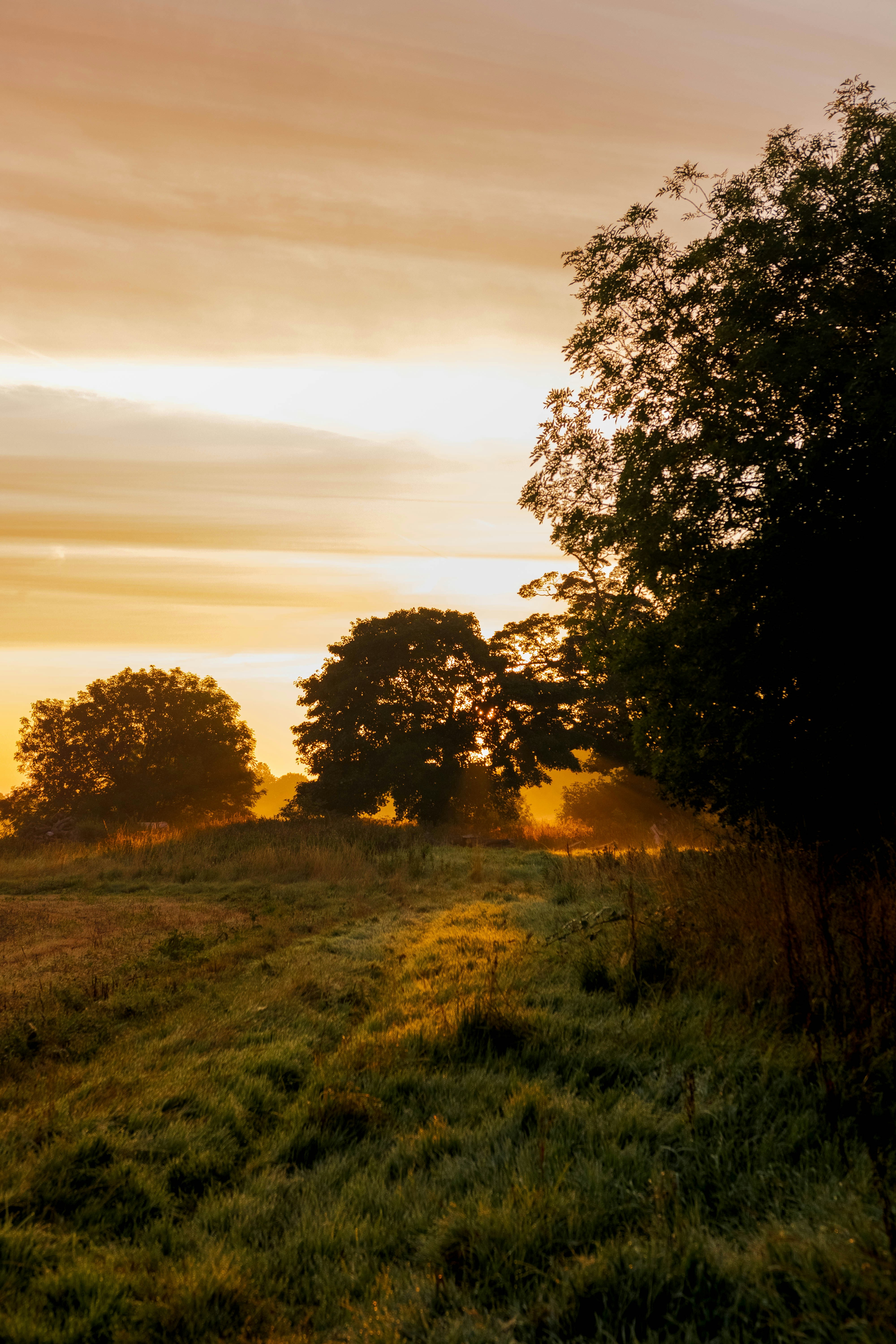 Golden Dawn Through the TreesJack B