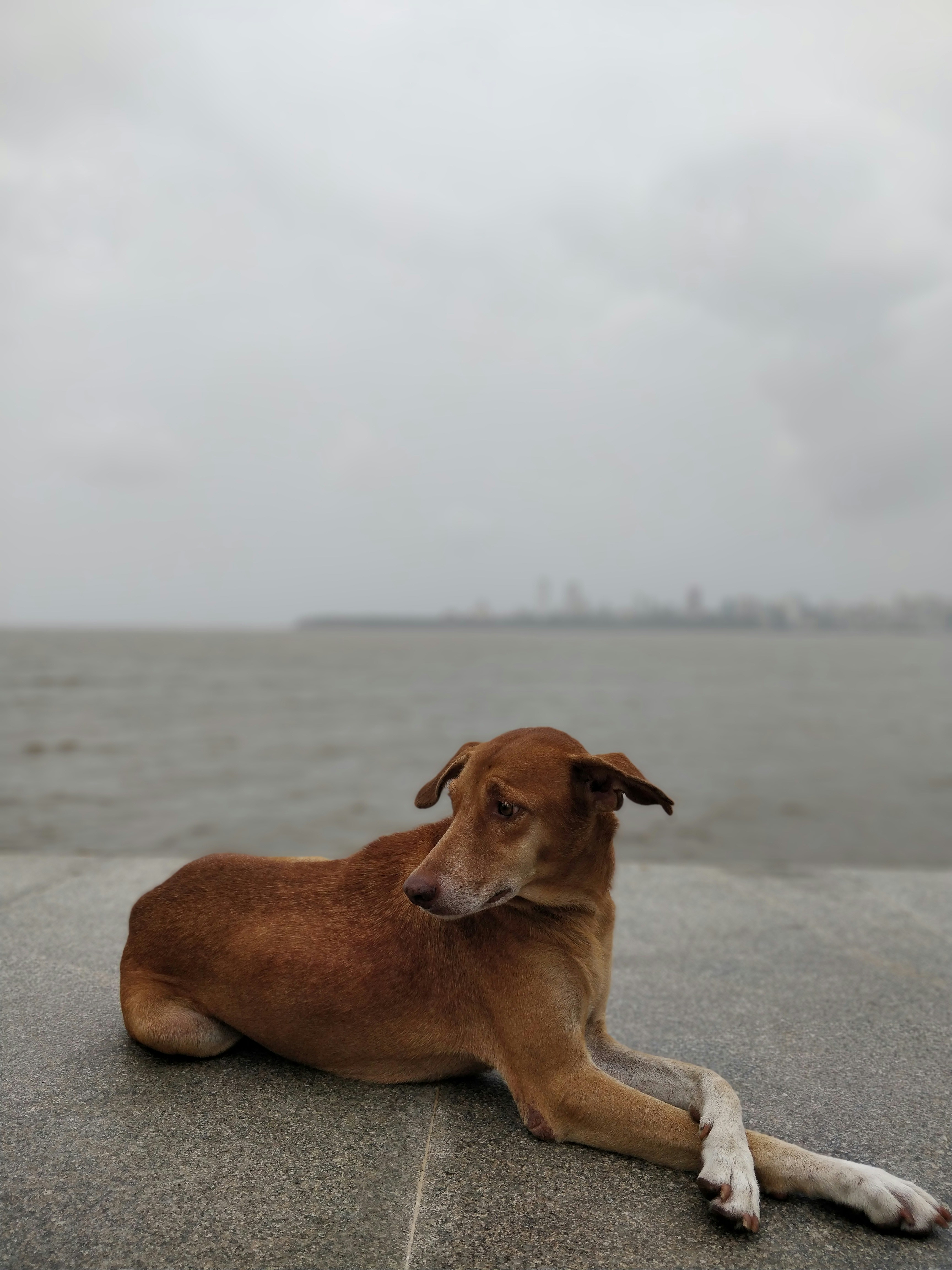 A relaxed dog lies on a stone surface, gazing thoughtfully towards the water, with a city skyline faintly visible in the background.