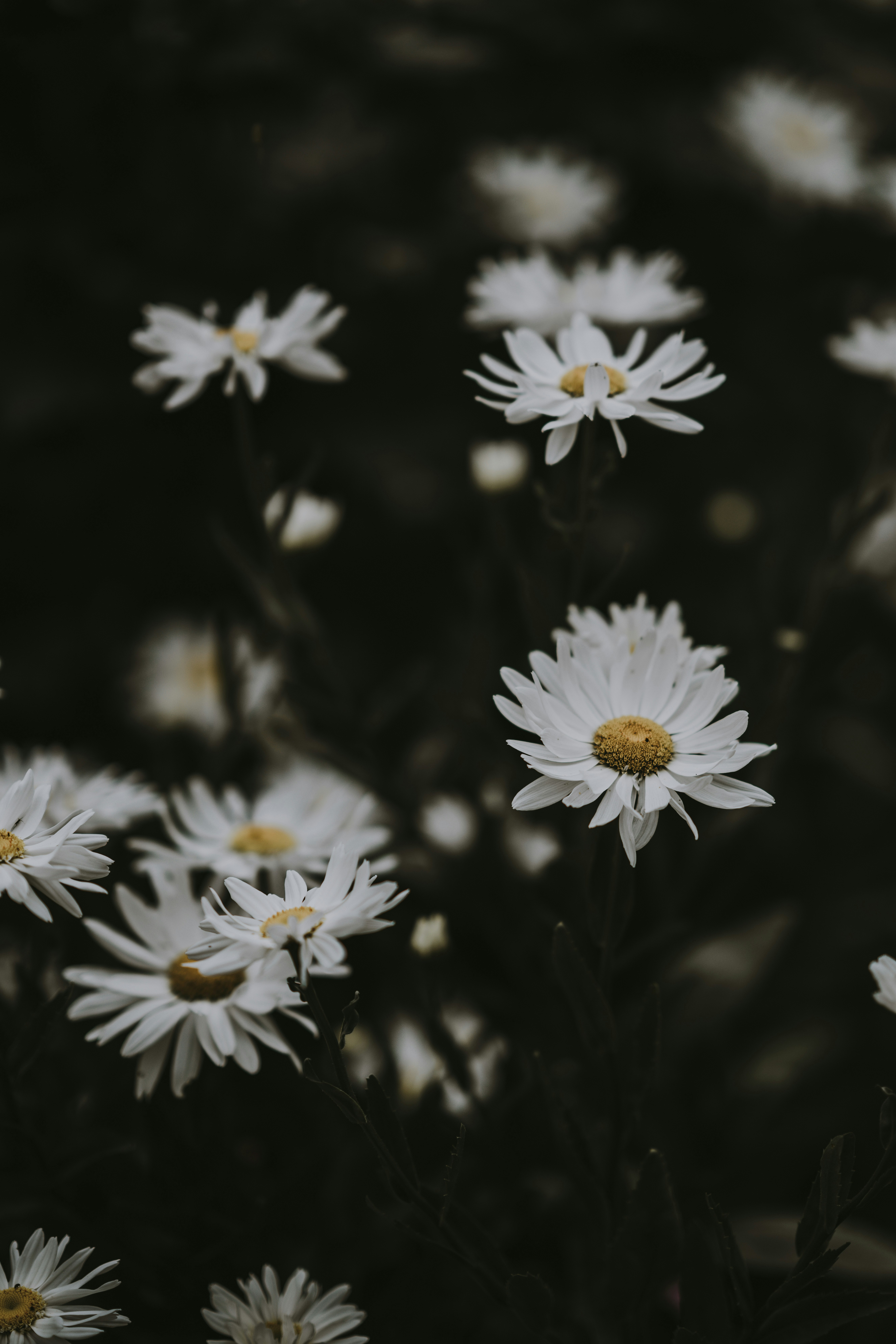 500+ Daisy Pictures | Download Free Images on Unsplash