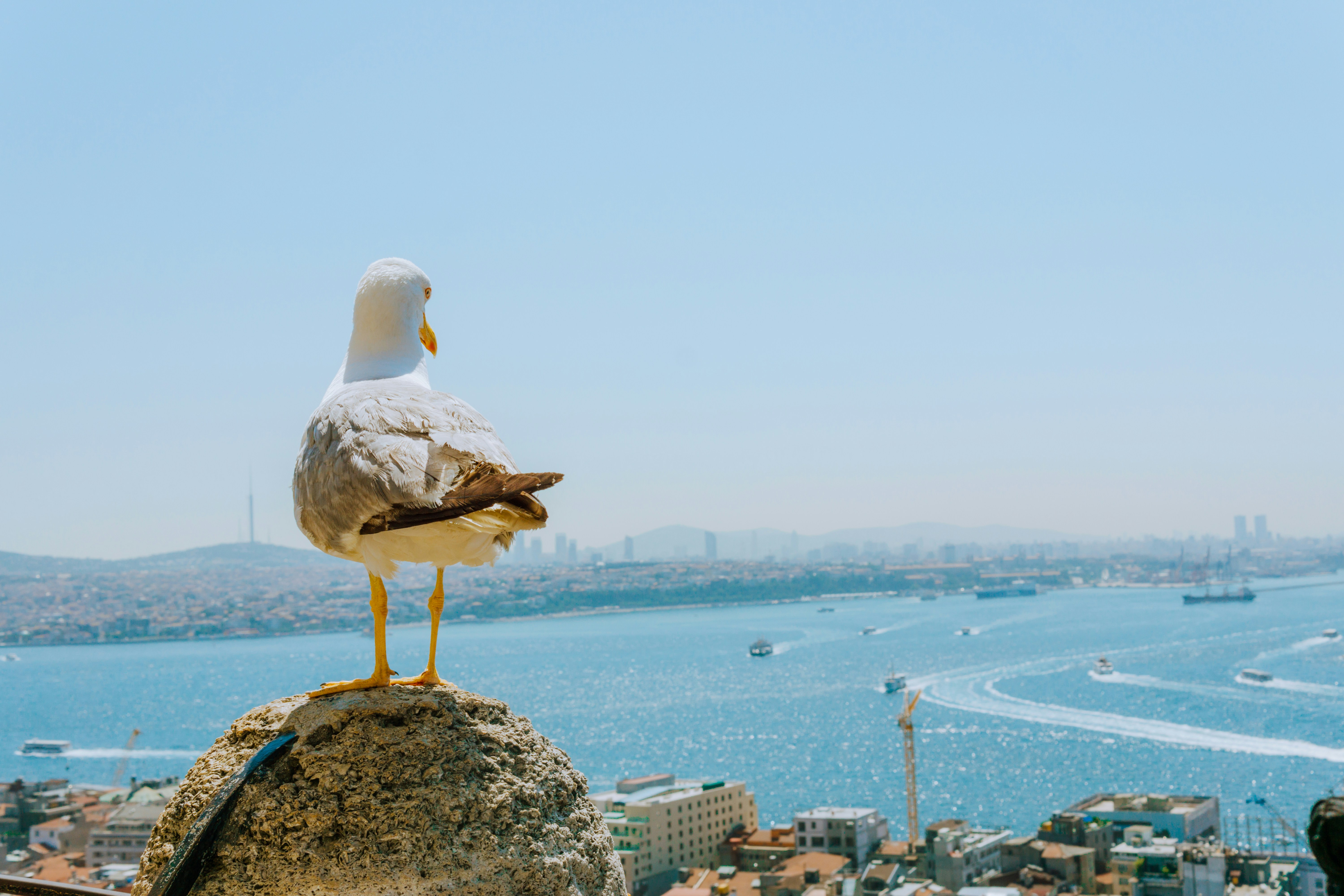 Seabird Sentinel Over Lisbon's Harbour