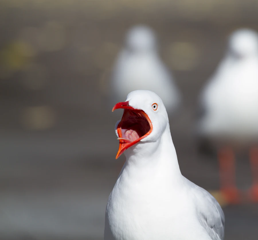 A white seagull with its beak wide open in the foreground, with two out-of-focus gulls standing behind it. Soft gray background keeps attention on the bird’s face and red bill.
