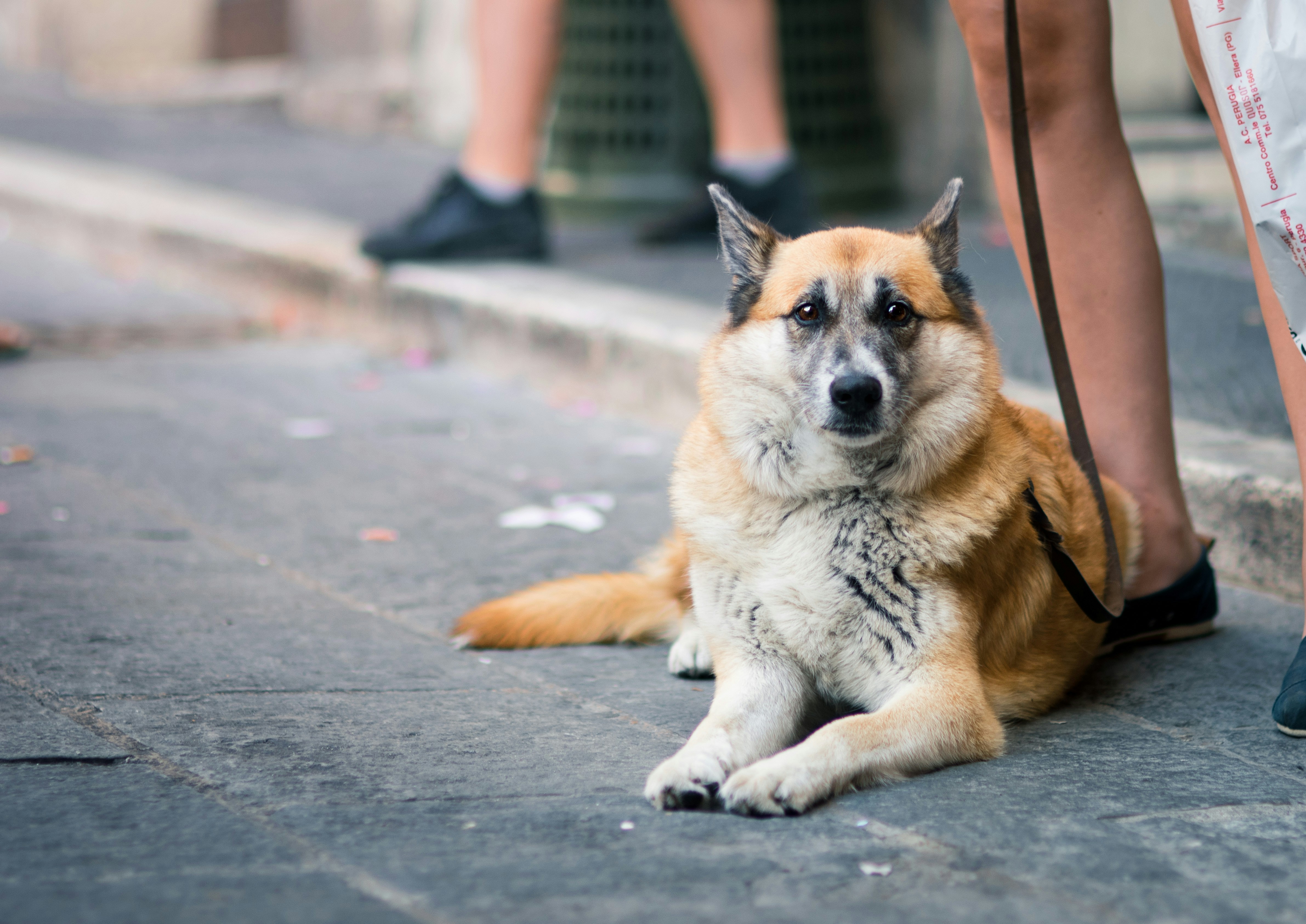 Dog lounging on a city sidewalk near a person's legs.