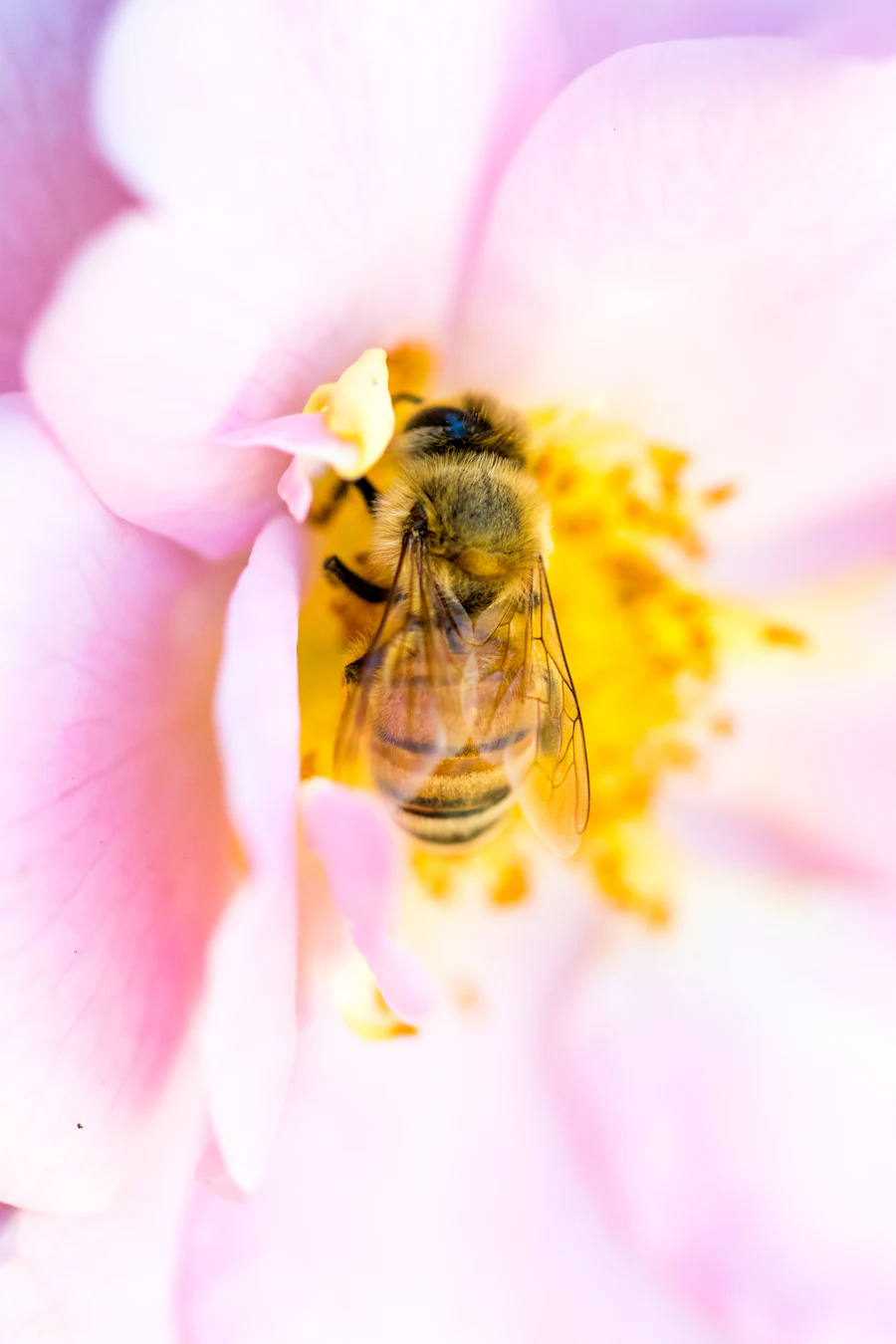 A bee covered in pollen rests inside a soft pink flower with bright yellow center. The shallow focus blurs the petals into a dreamy pastel backdrop.