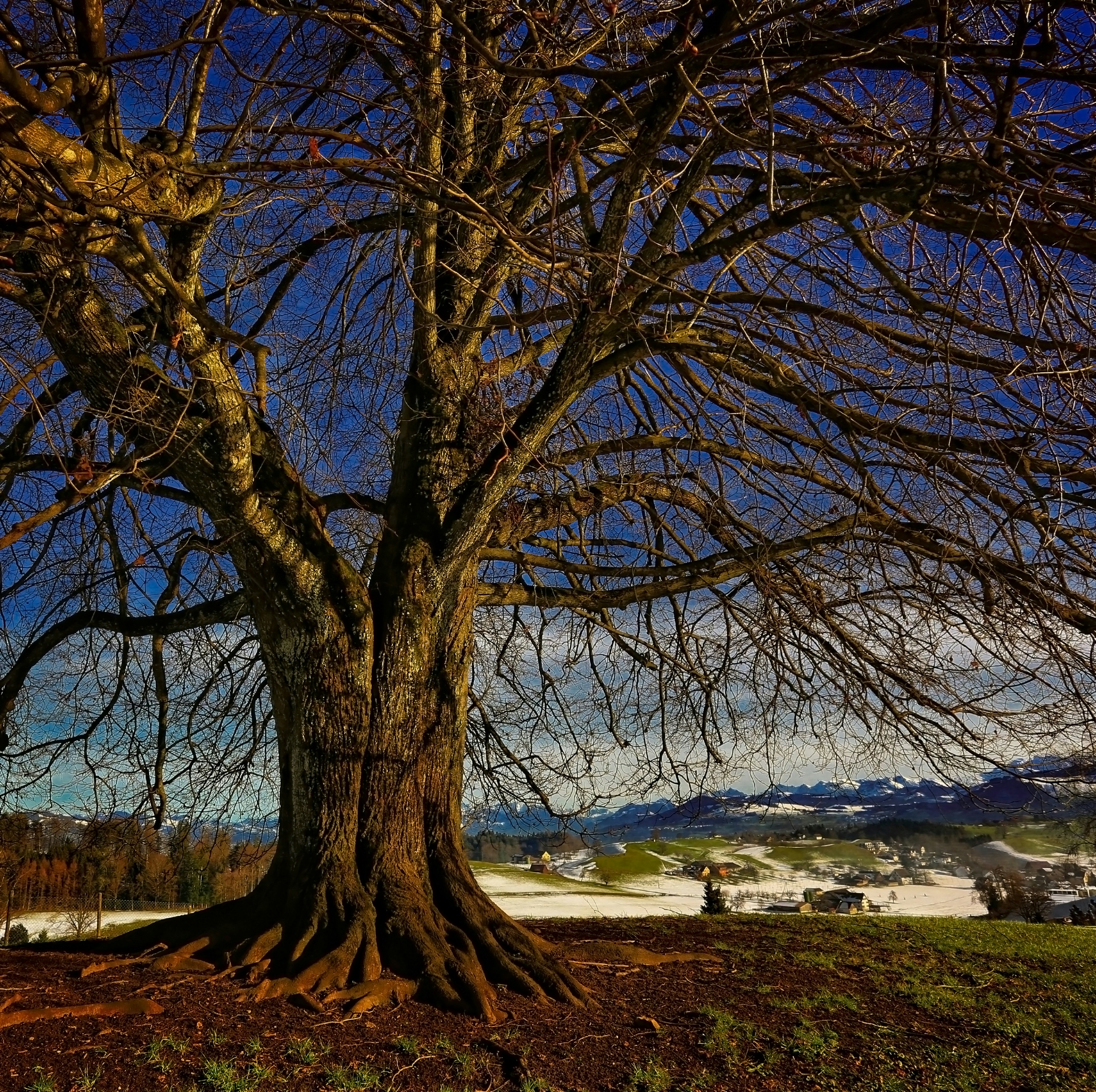 A majestic bare tree stands prominently against a backdrop of snow-capped mountains, capturing the essence of winter's tranquility.