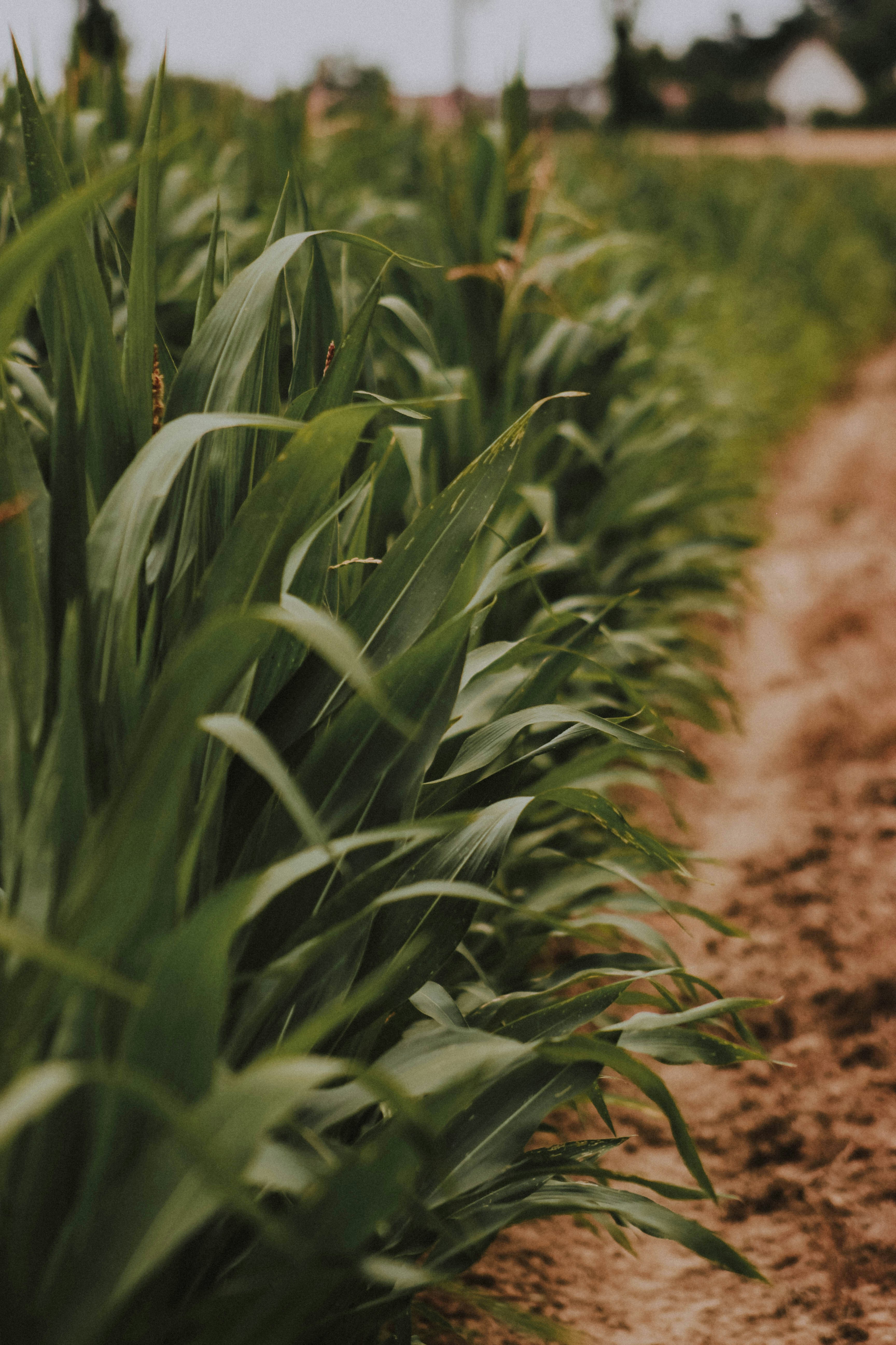 30,000+ Maize Pictures | Download Free Images on Unsplash